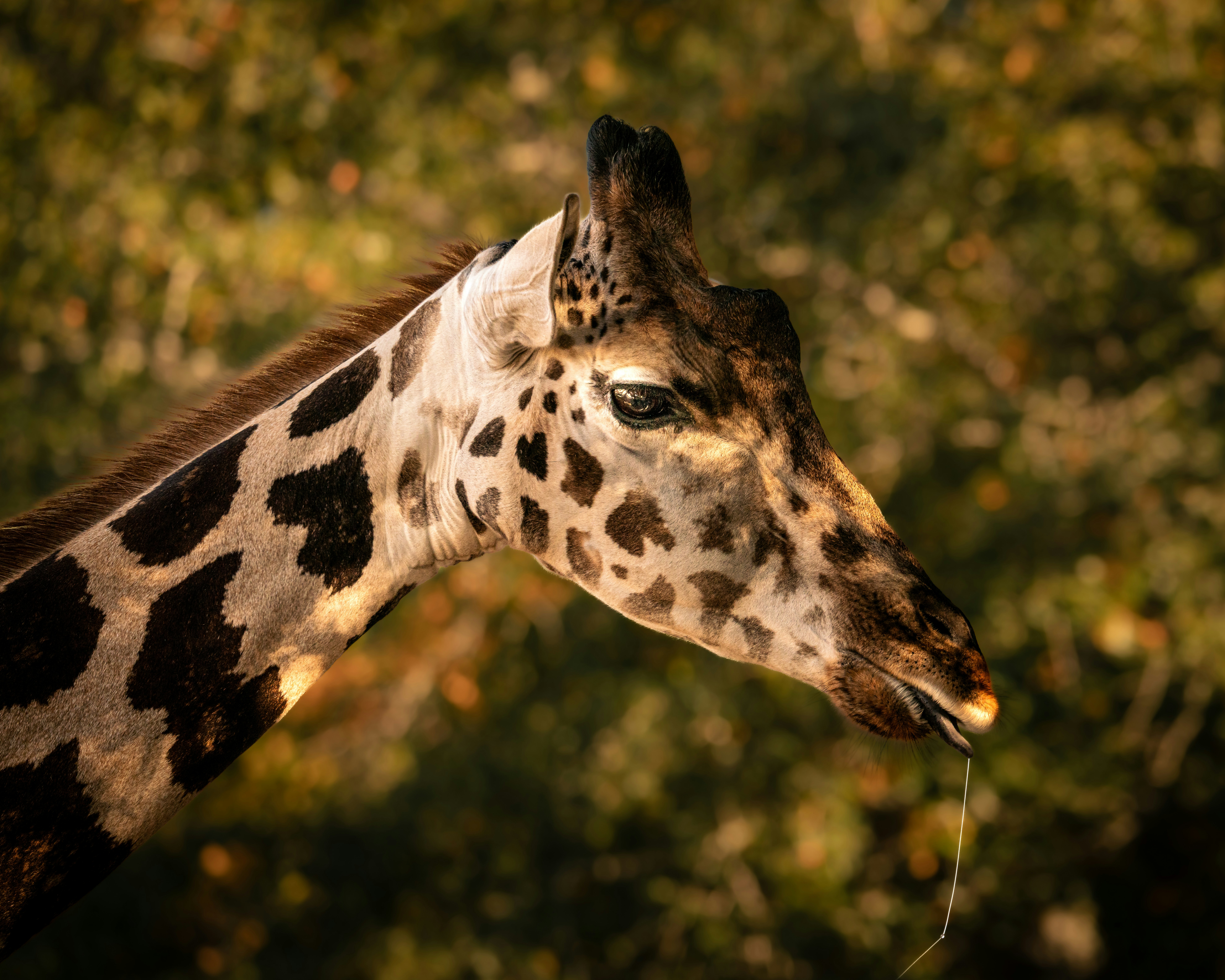 Golden Hour Giraffe: Portrait in Dappled Light