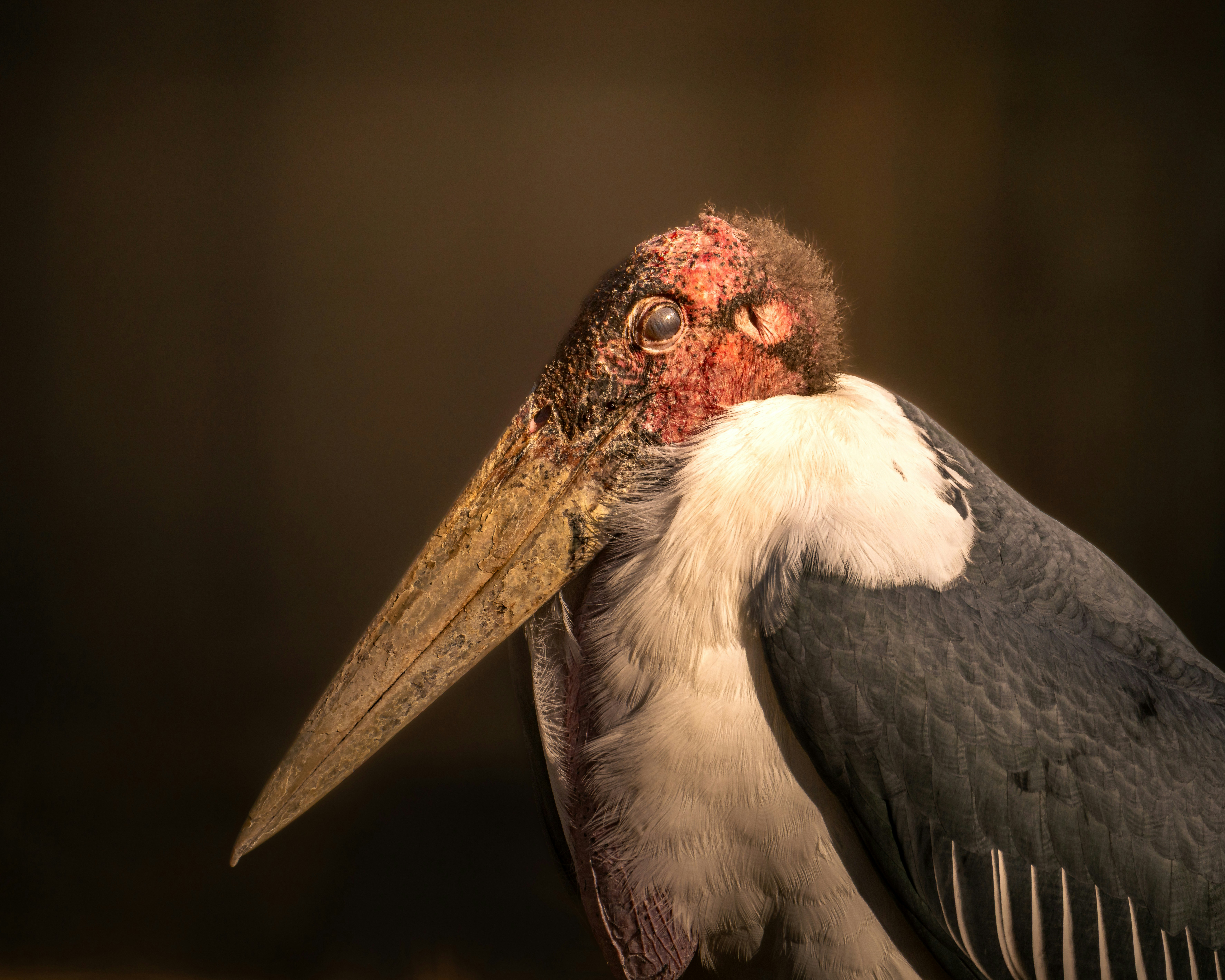 Close-up portrait of a large bird with a long beak and textured head, captured in soft natural light against a plain background.