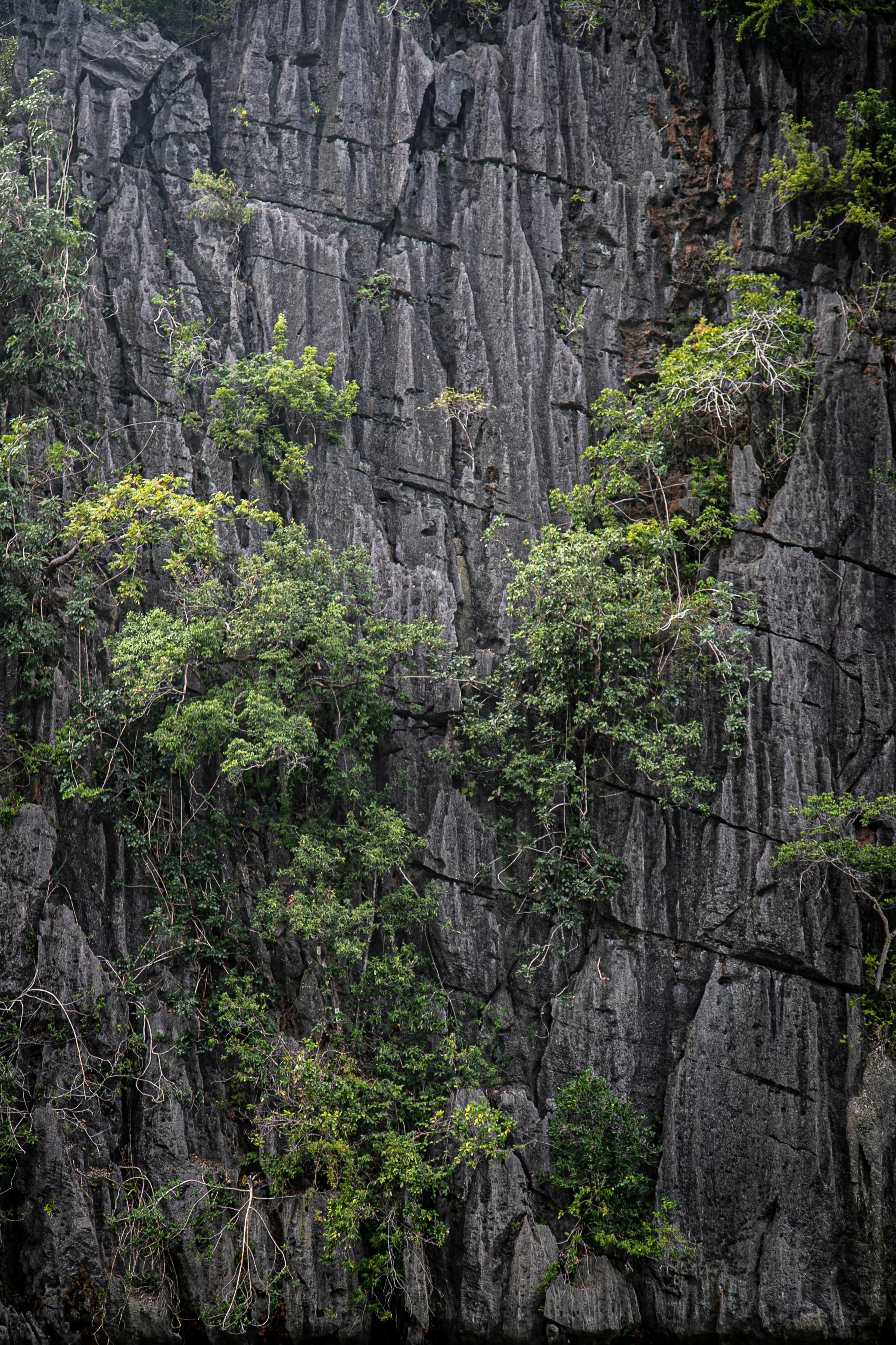 Verdant Infill on a Rugged Limestone Face