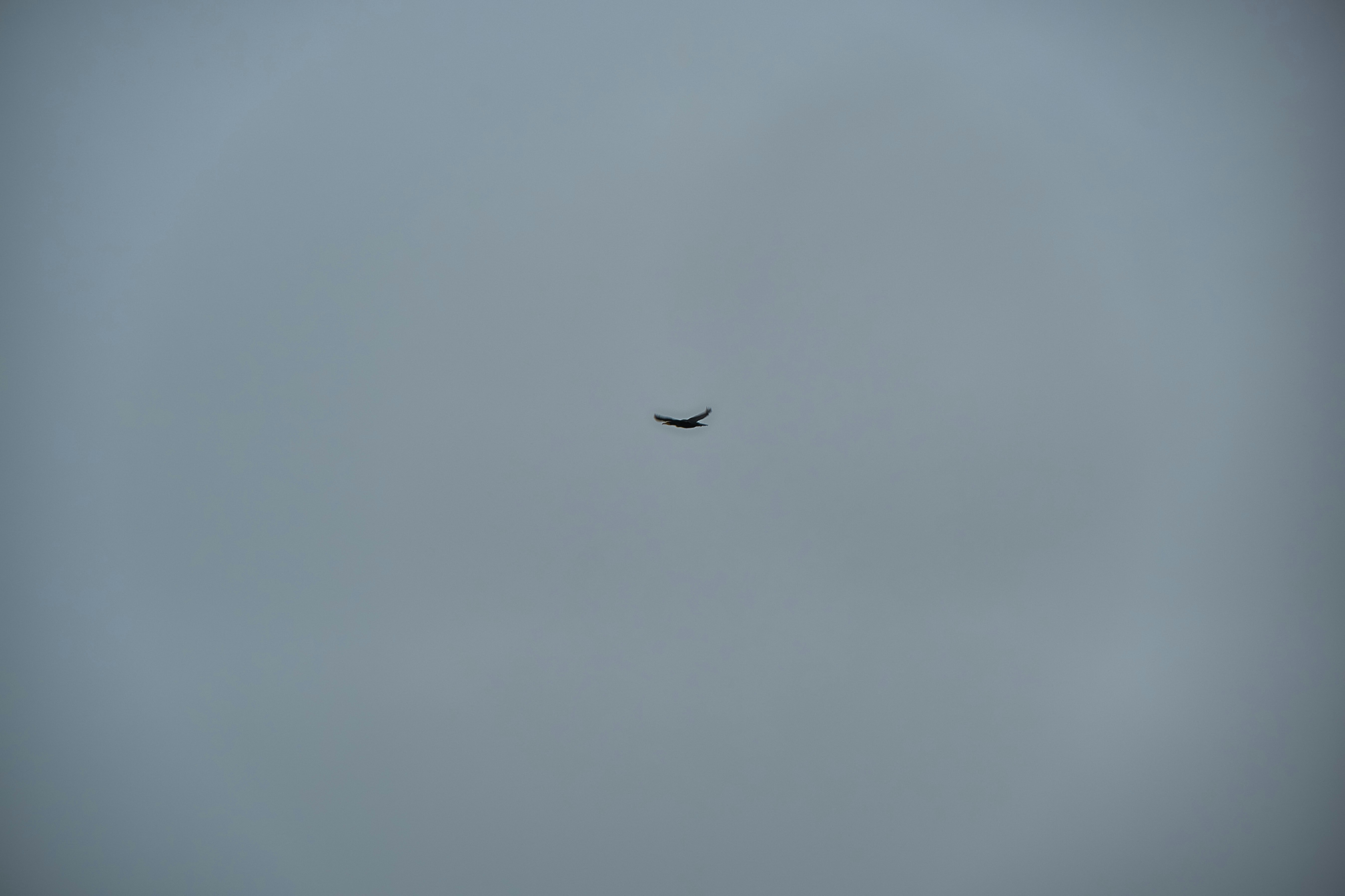 Aerial Whisper over a Calm Blue: The Solo Bird Across an Expansive Sky