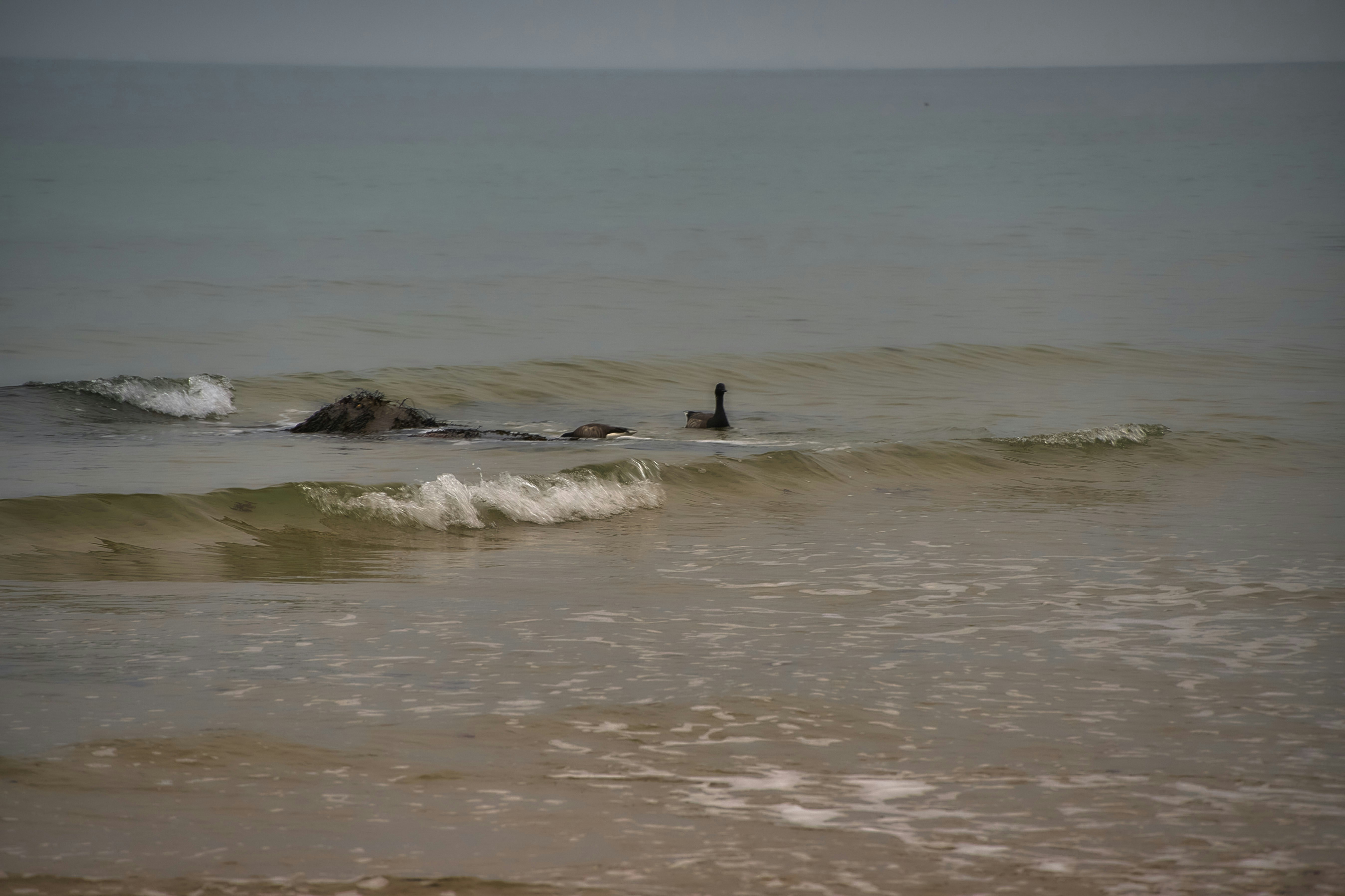 Photo by Kwami Fattah Al Sissi with Nikon Z9