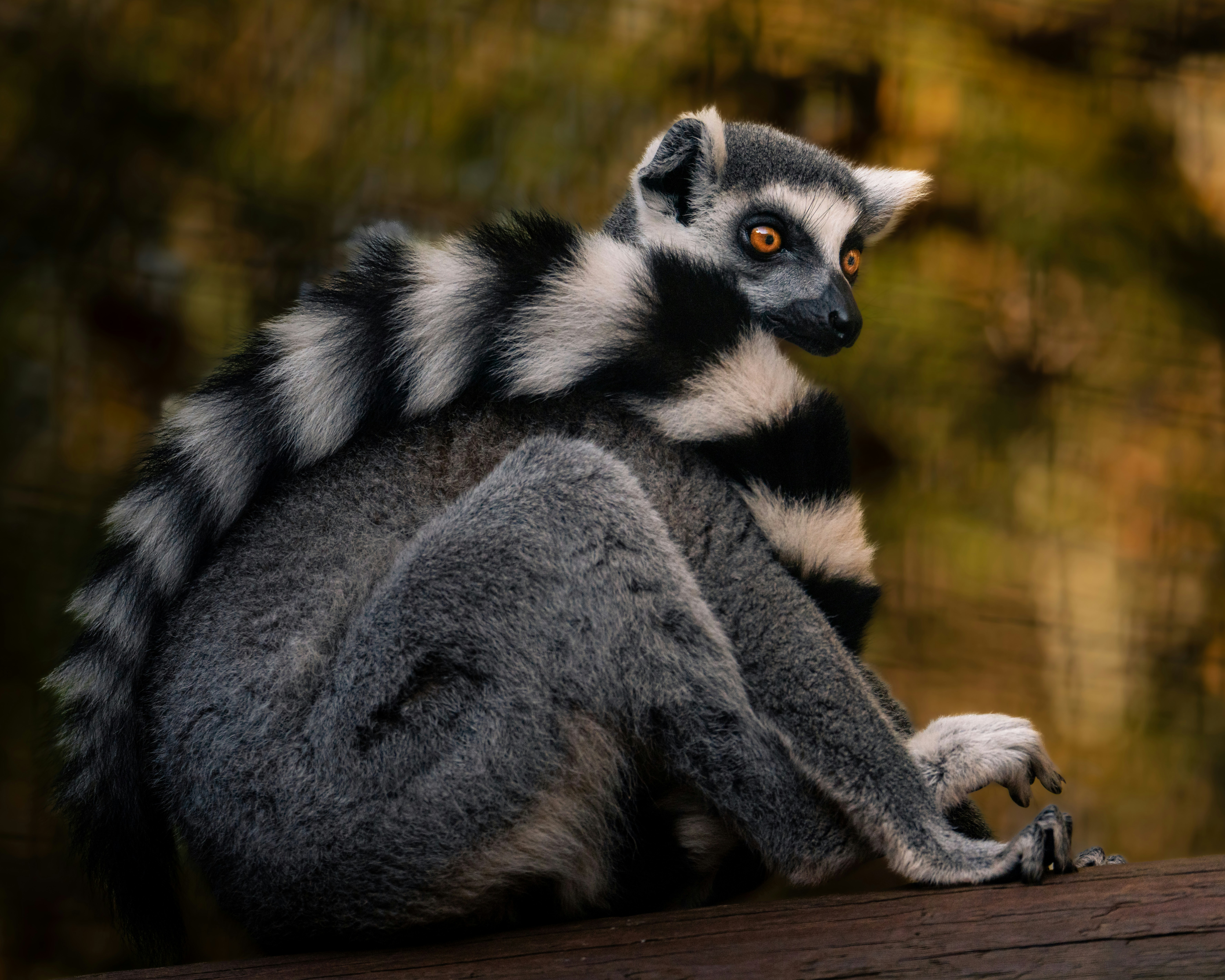 Amber-Eyed Lemur Perched on a Weathered Log in Autumn Light