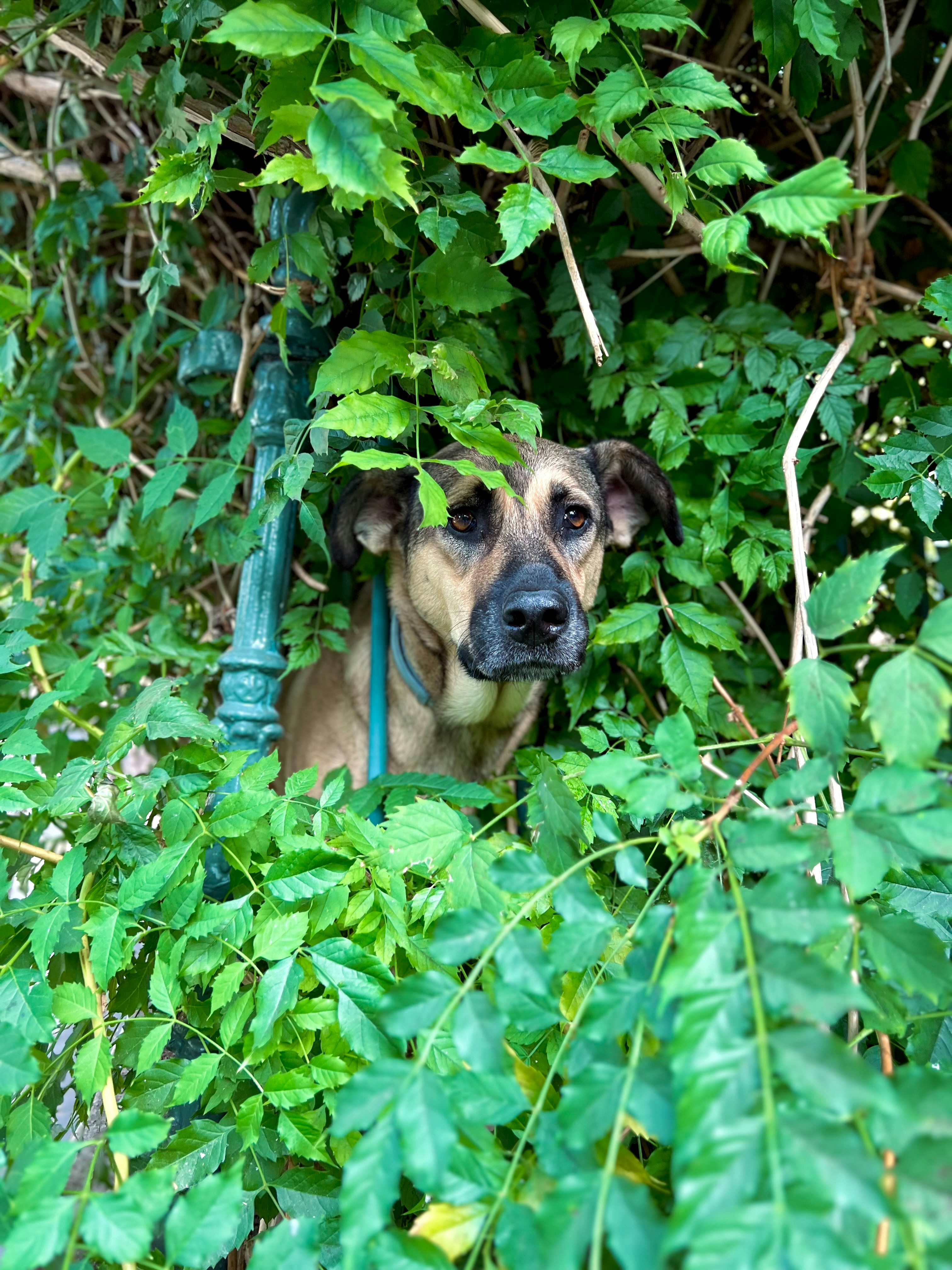 Gaze Through the Green Curtain: A Dog's Quiet Watch