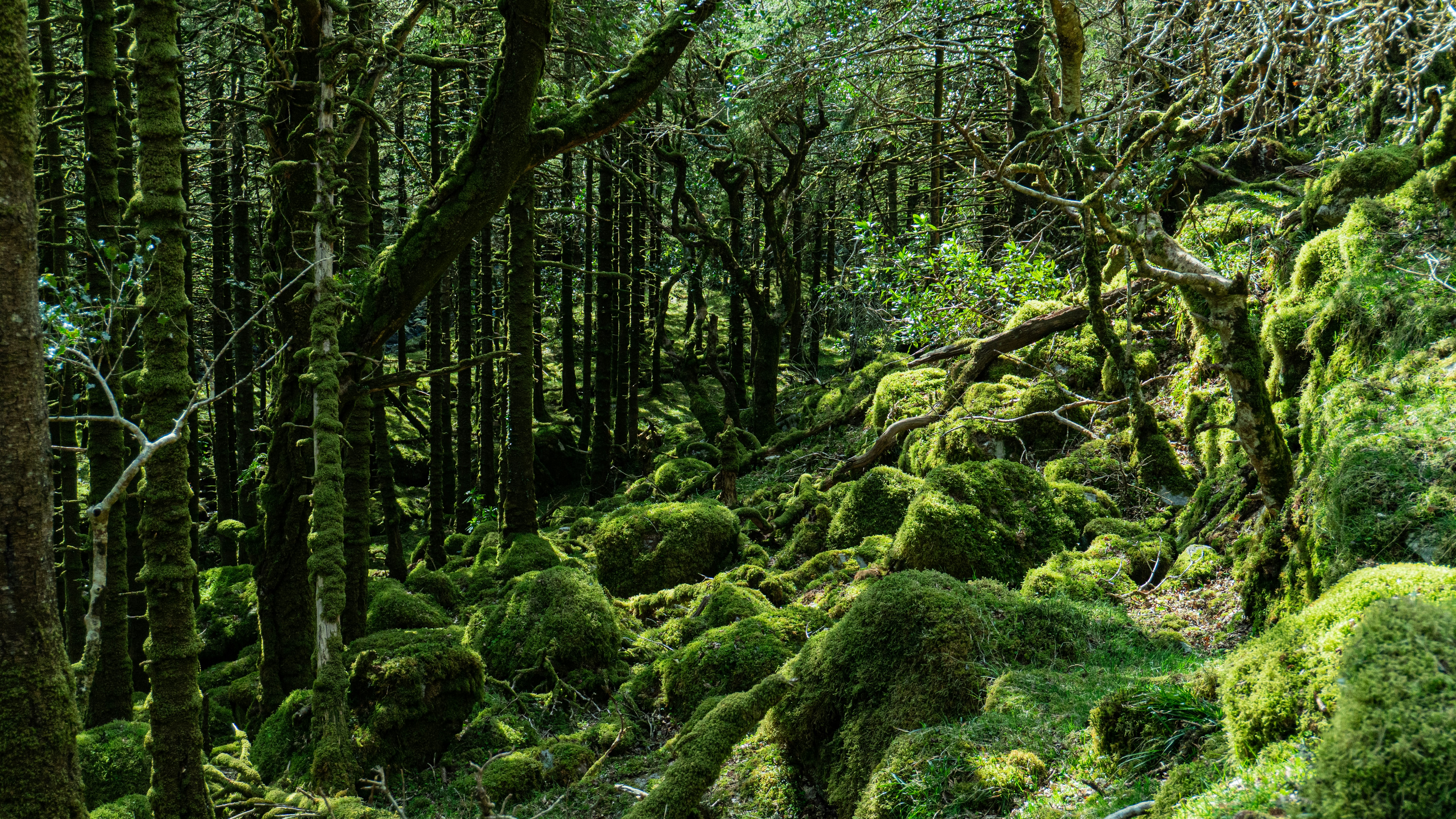 Photo by Anish with Sony Alpha 6300