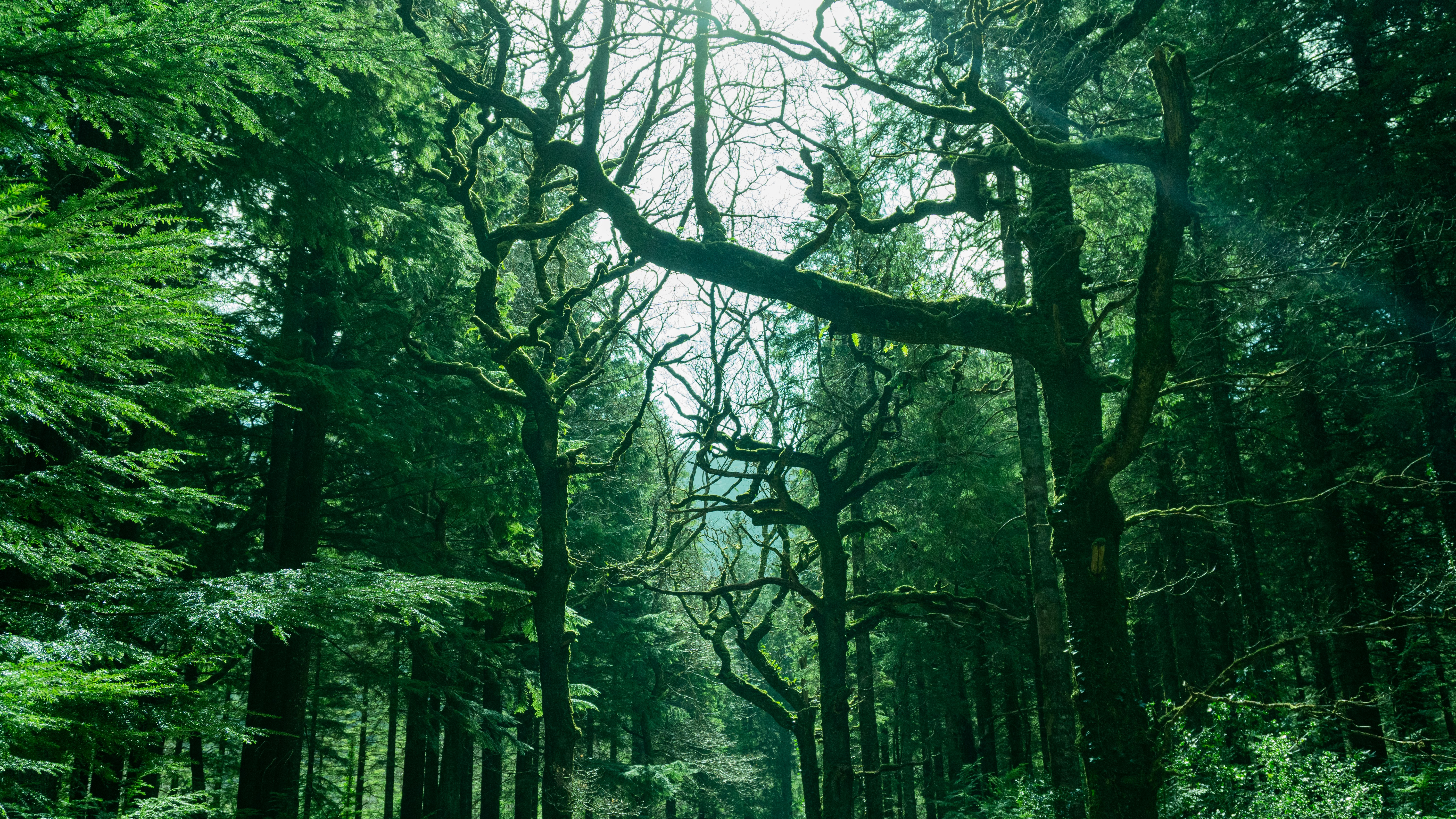 Photo by Anish with Sony Alpha 6300