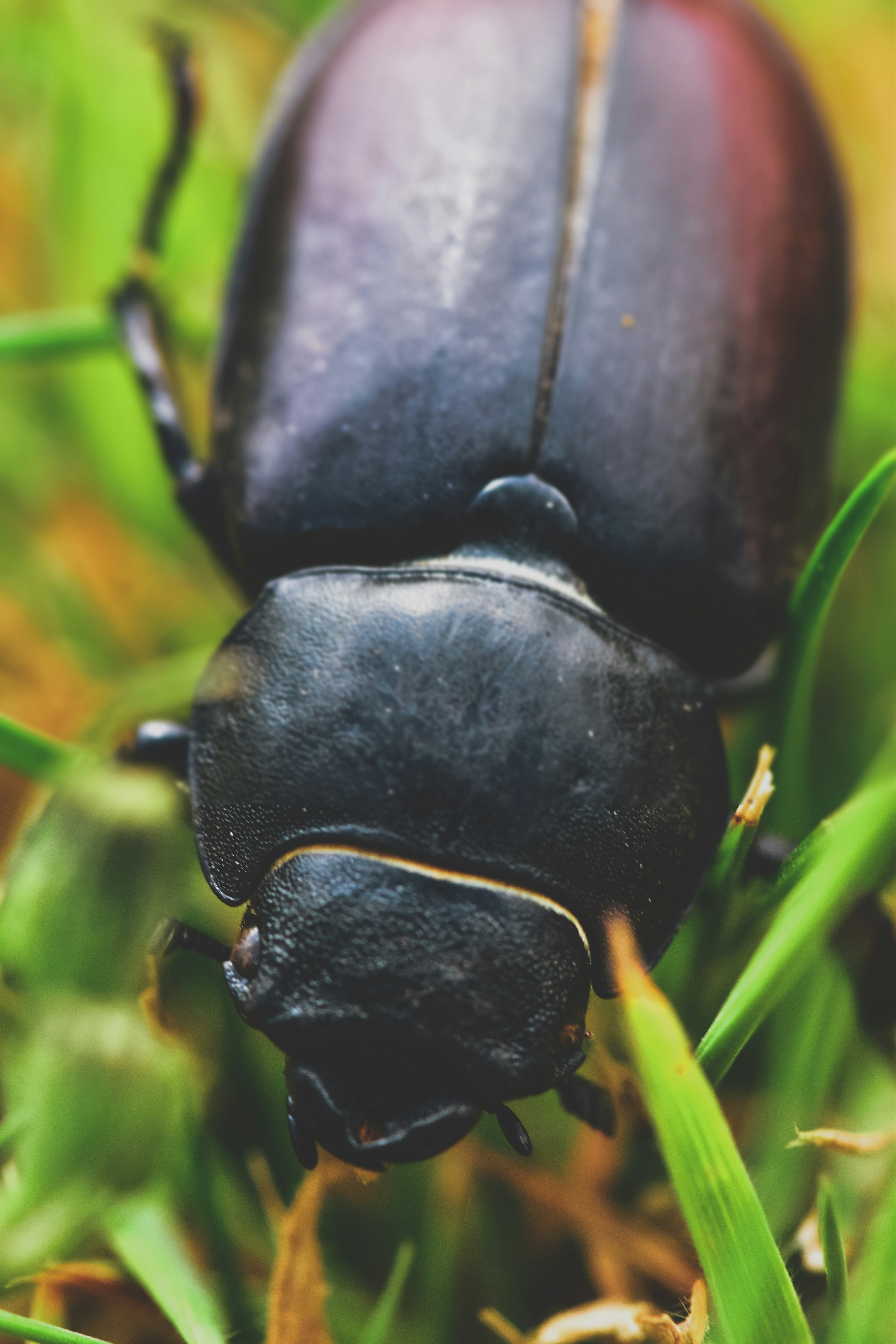 Close-Up Stag Beetle Amid Blades: Velvet Carapace in Soft Green Bokeh