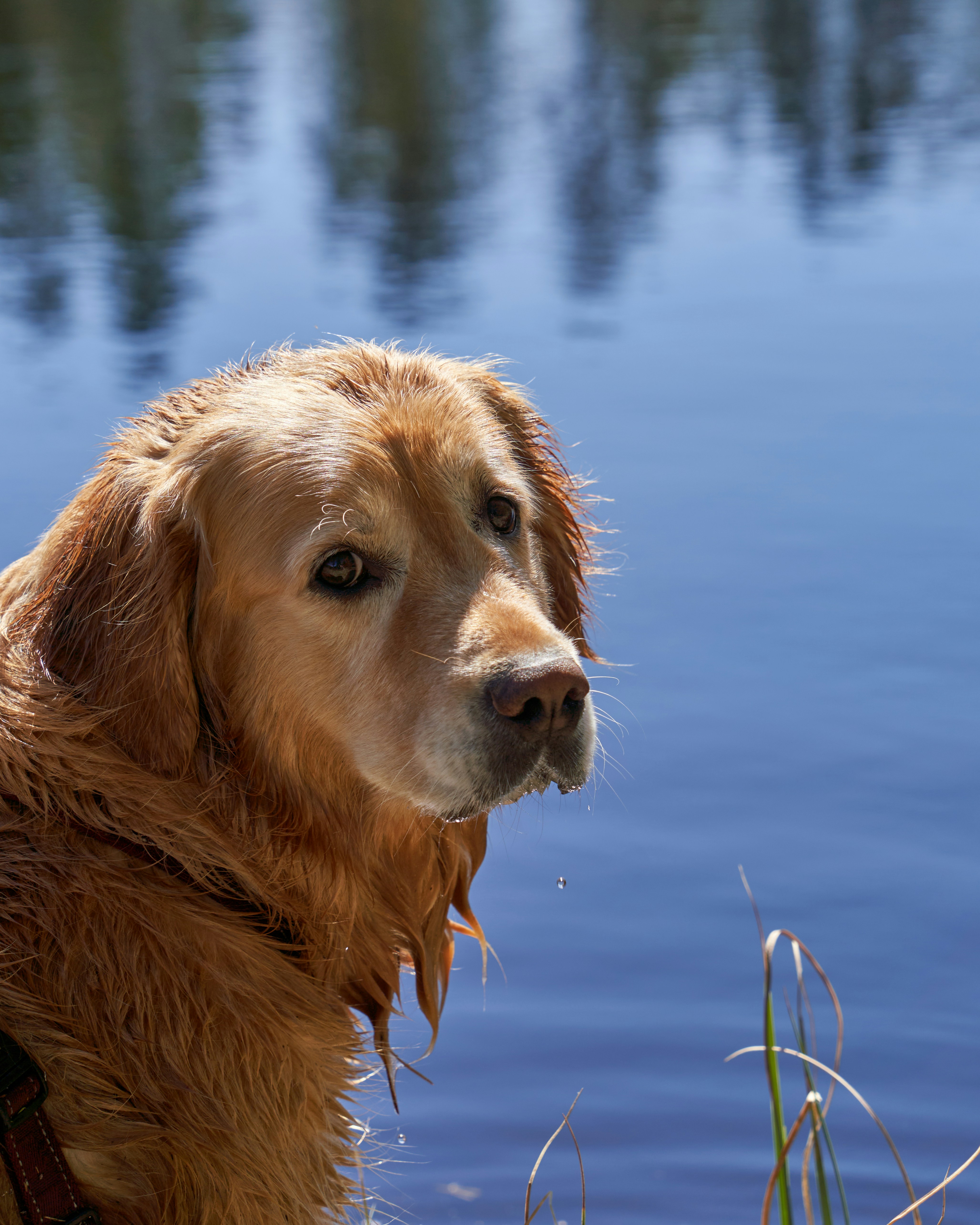 Wet happy young female golden retriever dog beauty by a lake on a hiking trip in the Norwegian woods