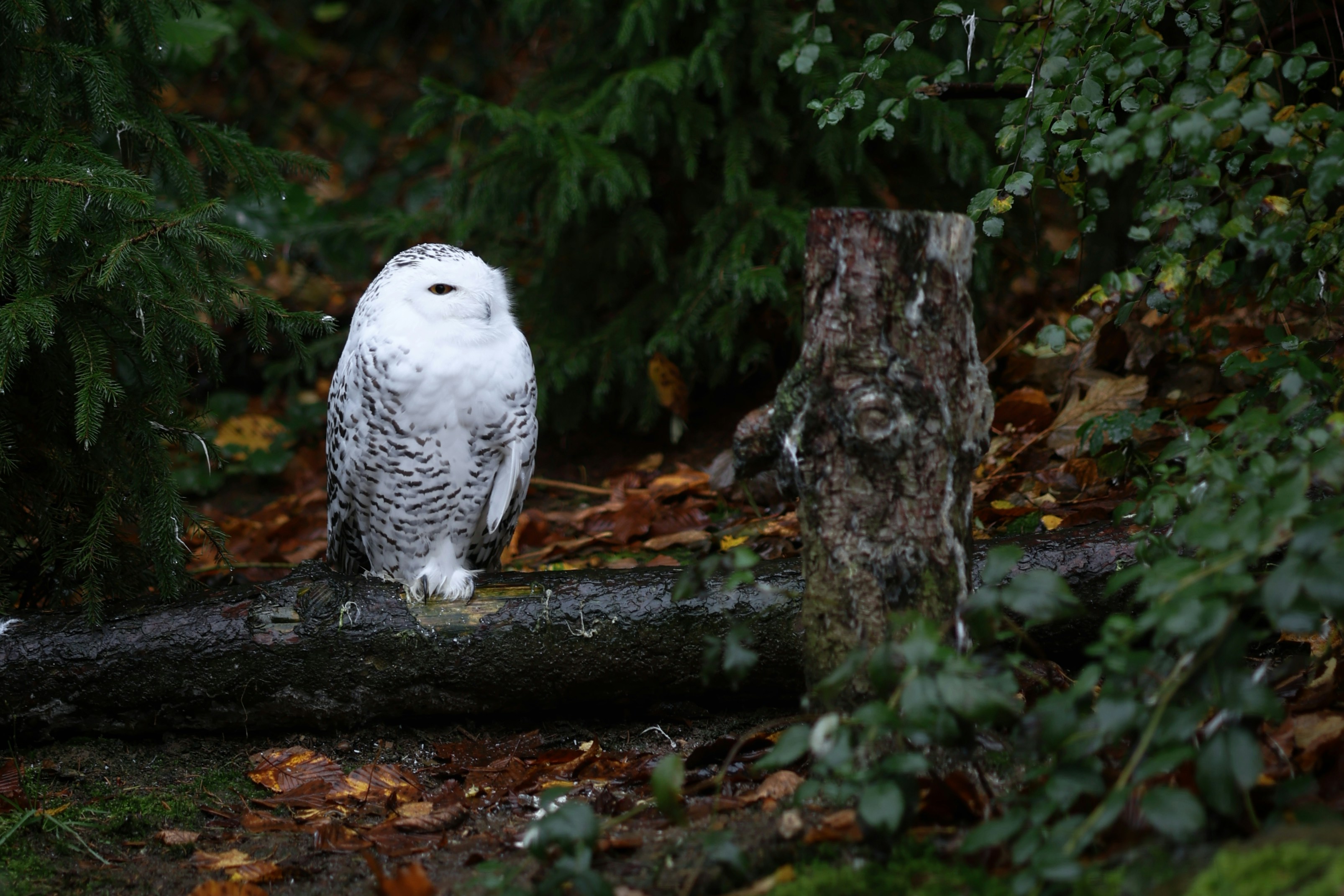 Snowy Owl Perched on a Moss-Draped Log in a Quiet, Shadowed Forest