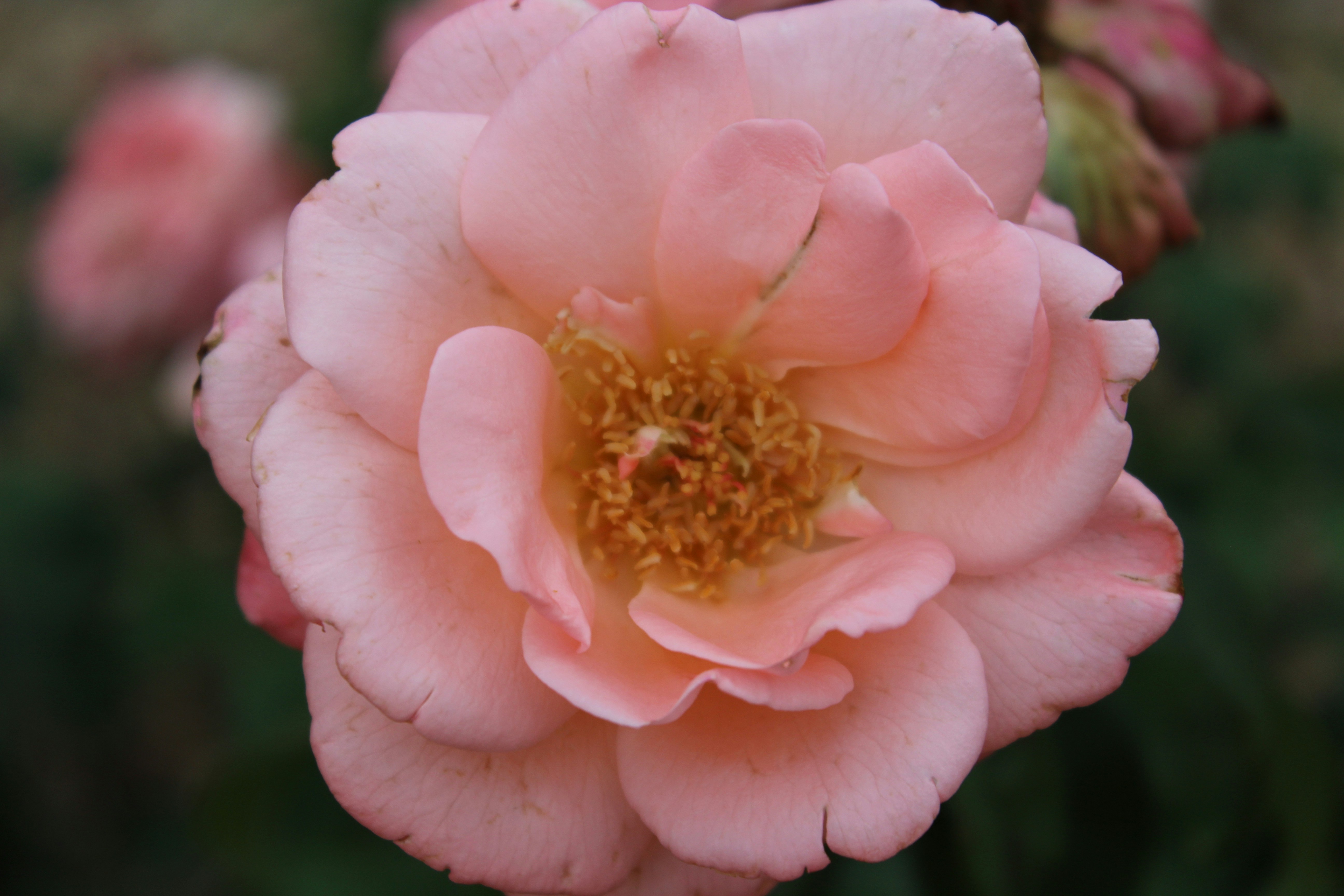 Photo by Michael Wengler with Canon EOS 1200D