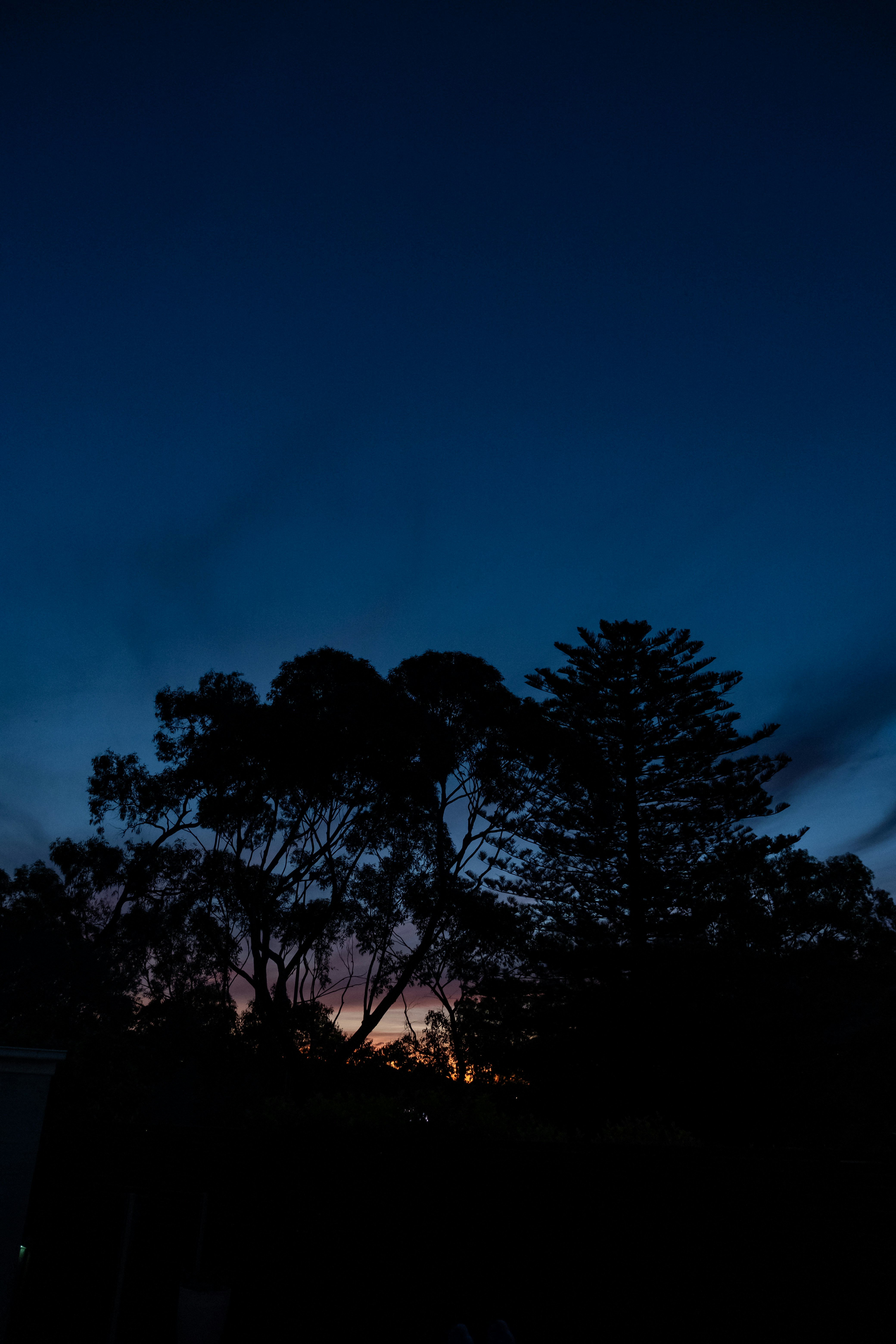 Ember Horizon Behind a Quiet Tree Line