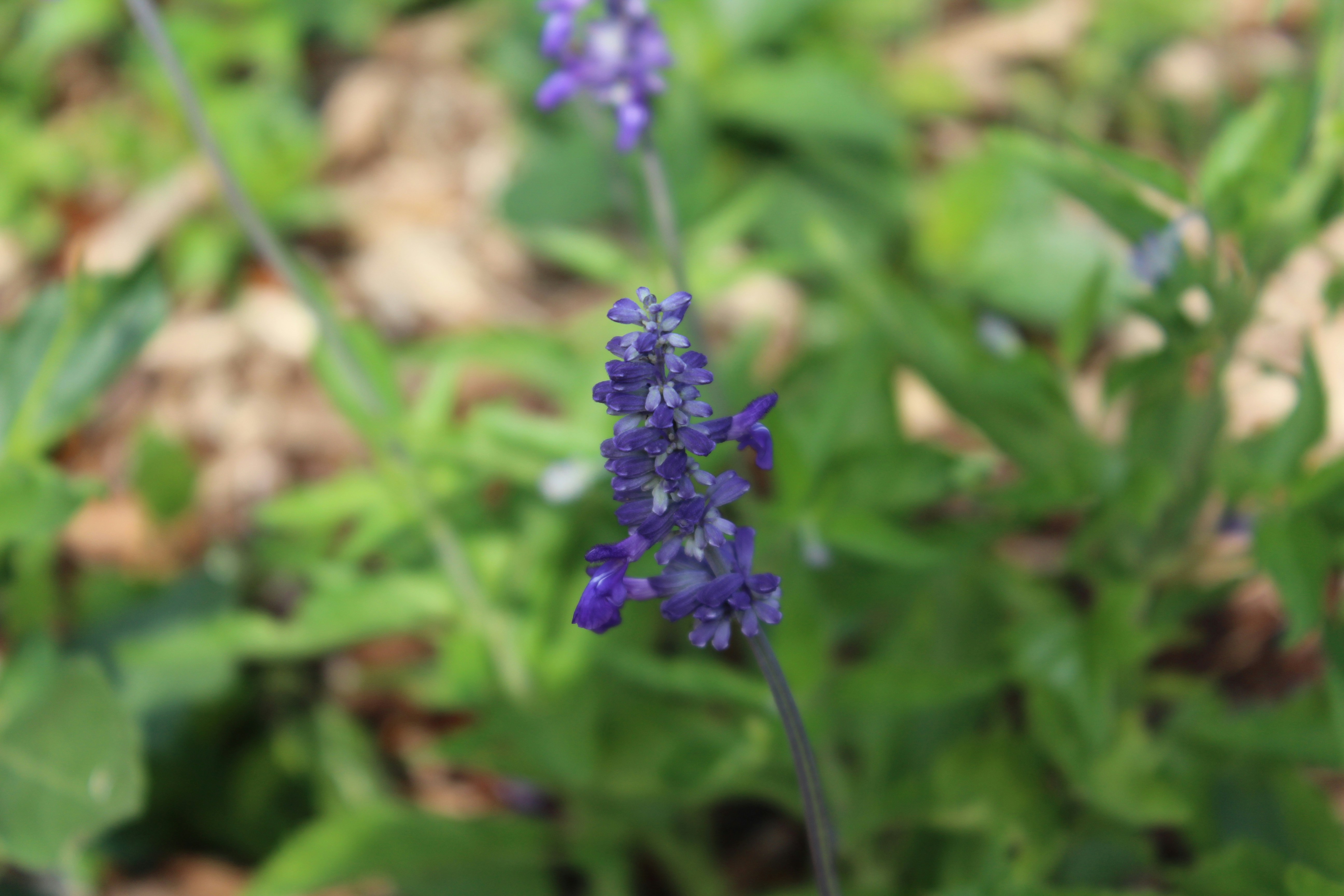 Photo by Michael Wengler with Canon EOS 1200D