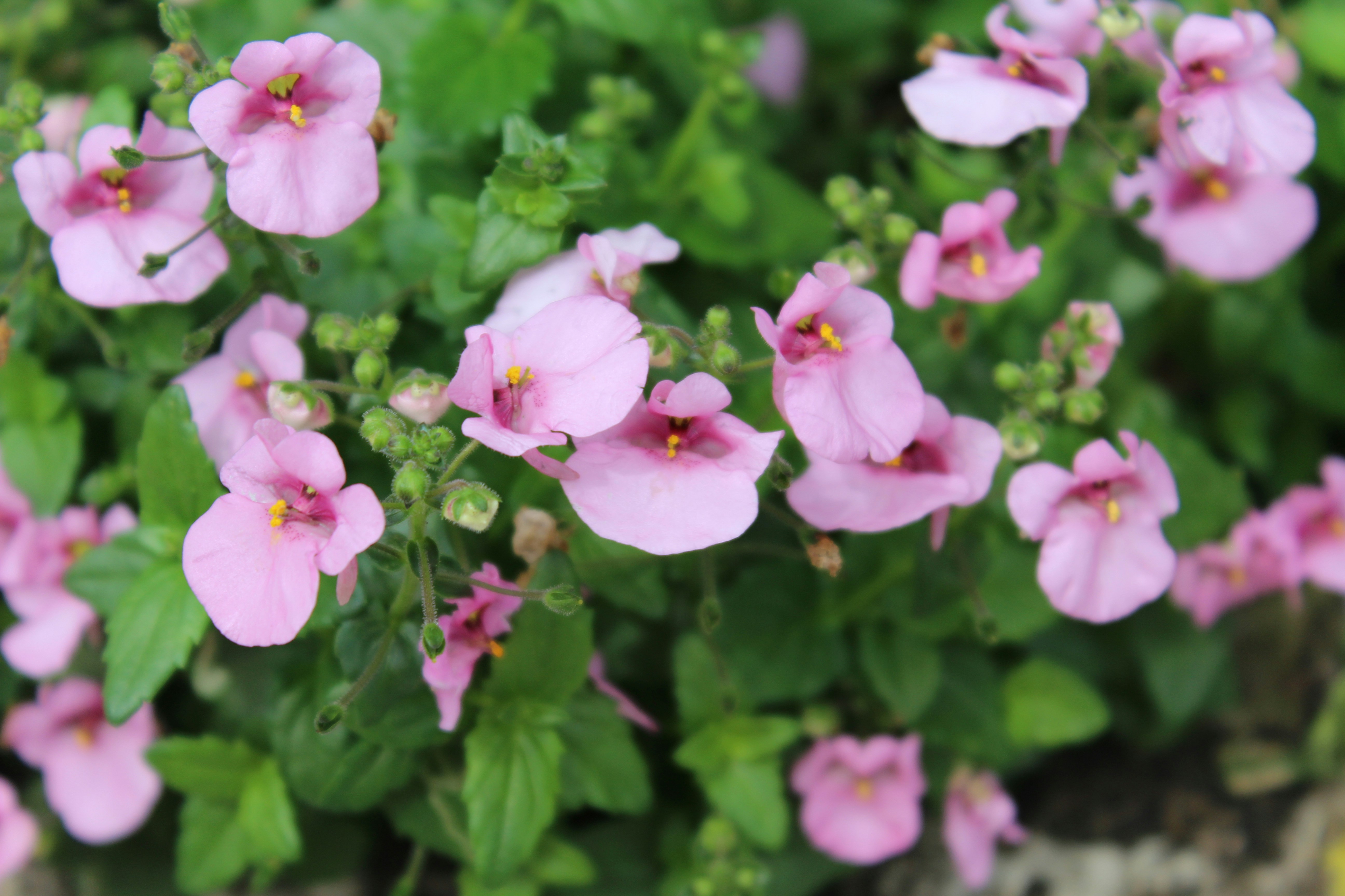 Photo by Jackson Wengler with Canon EOS 1200D