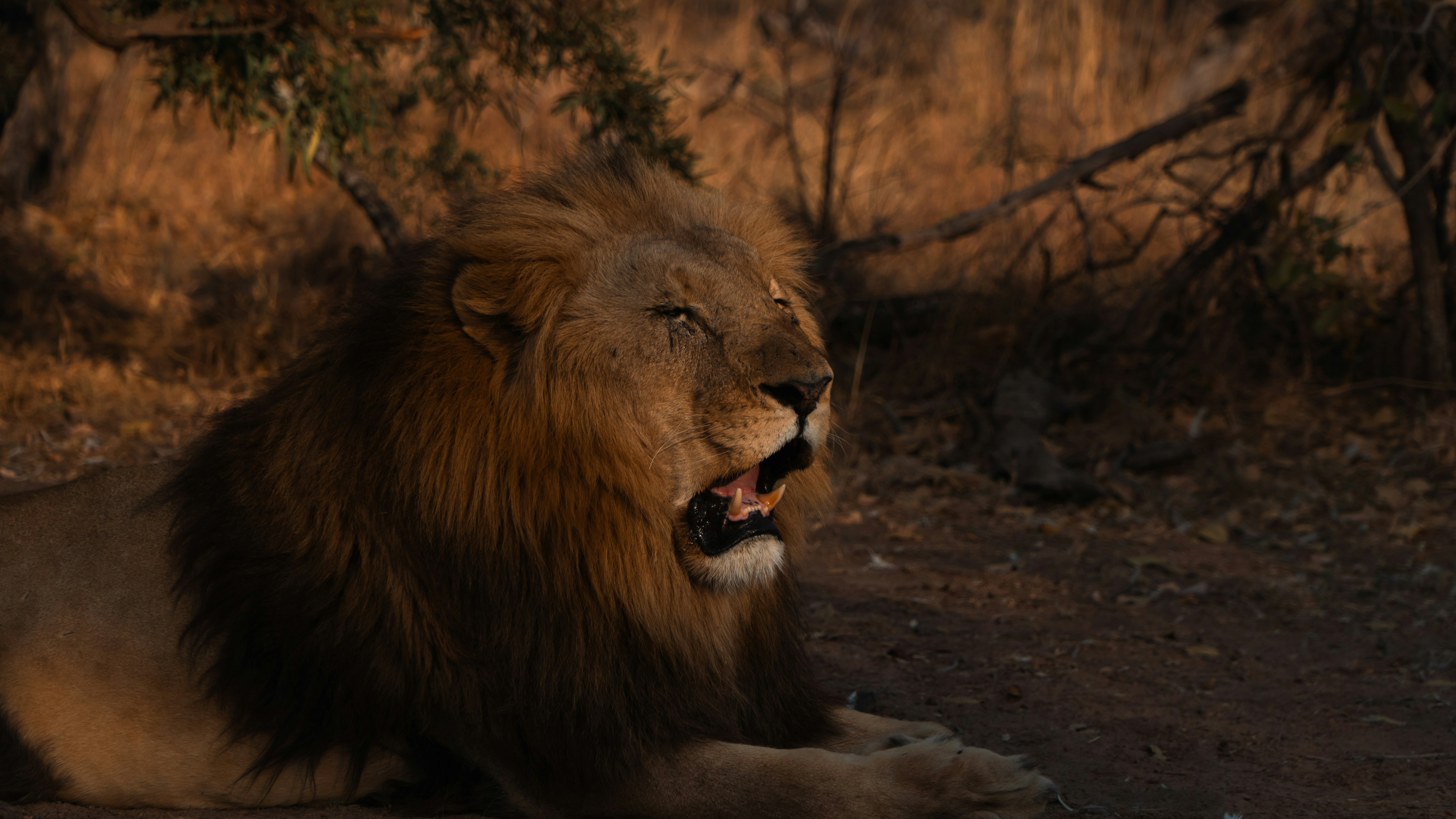 Dusk Roar on the Serengeti: A Lion Resting in Golden Light