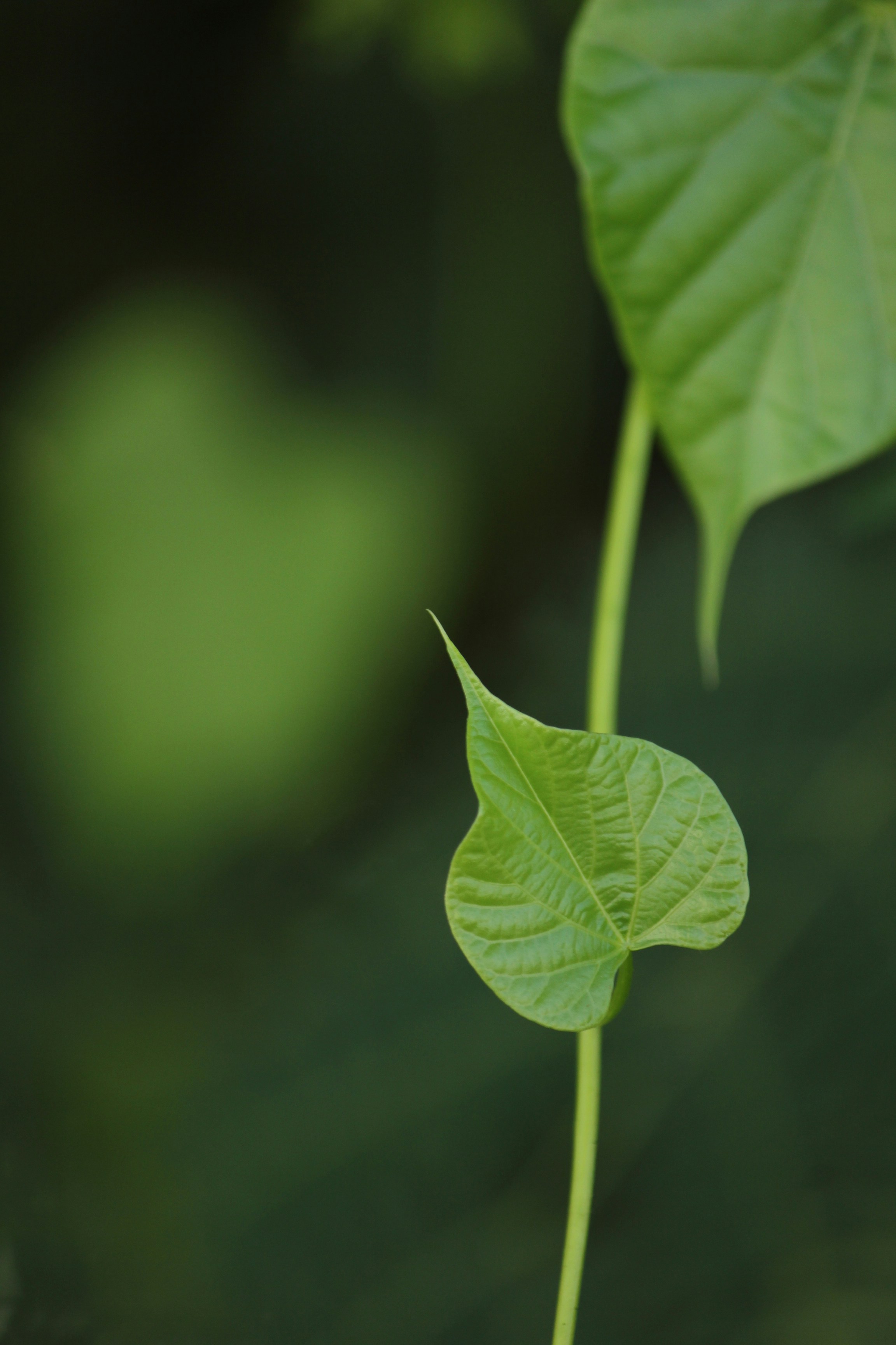 A picture of green leaf