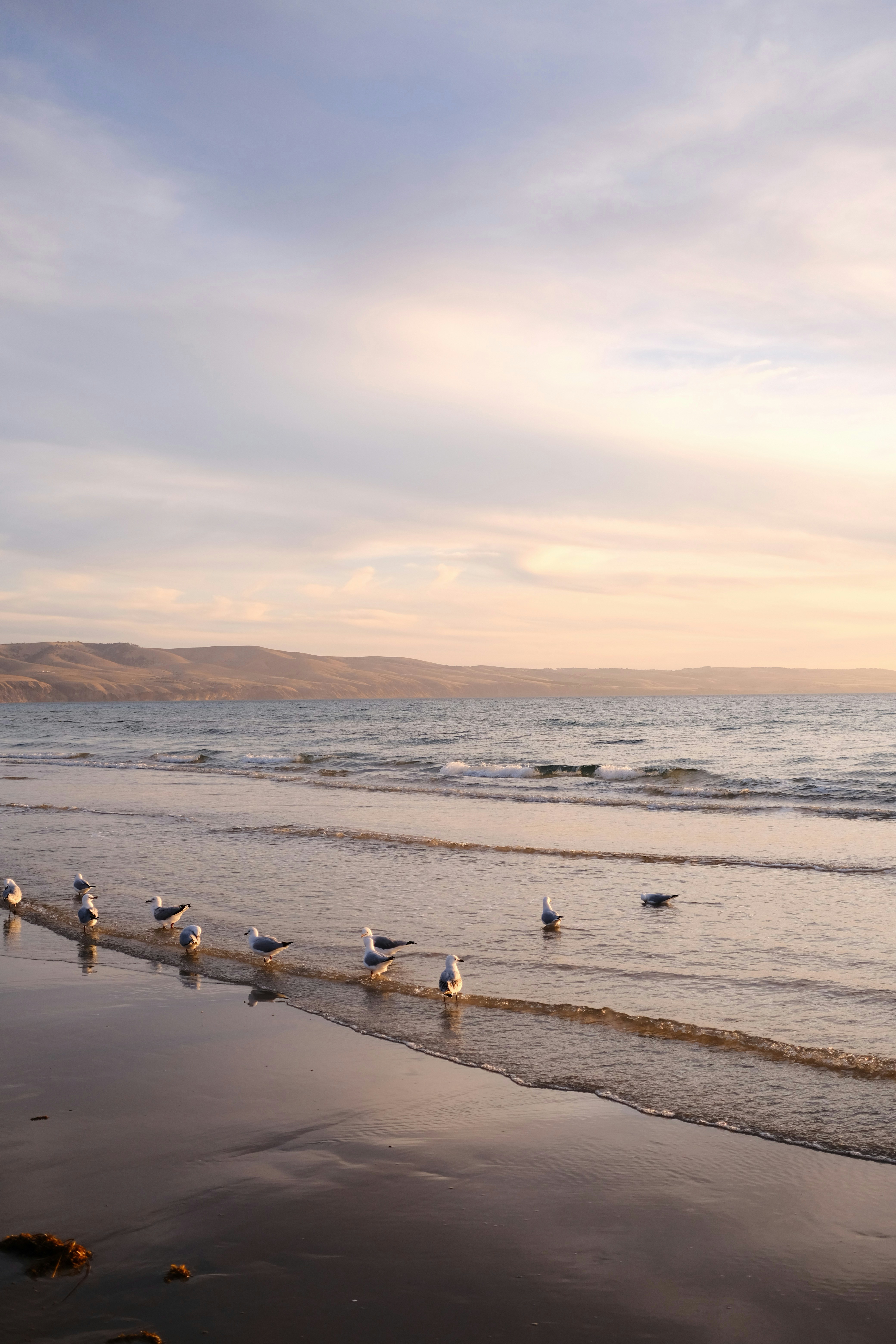 Pastel Tide: Seagulls Line the Quiet Shore at Dusk