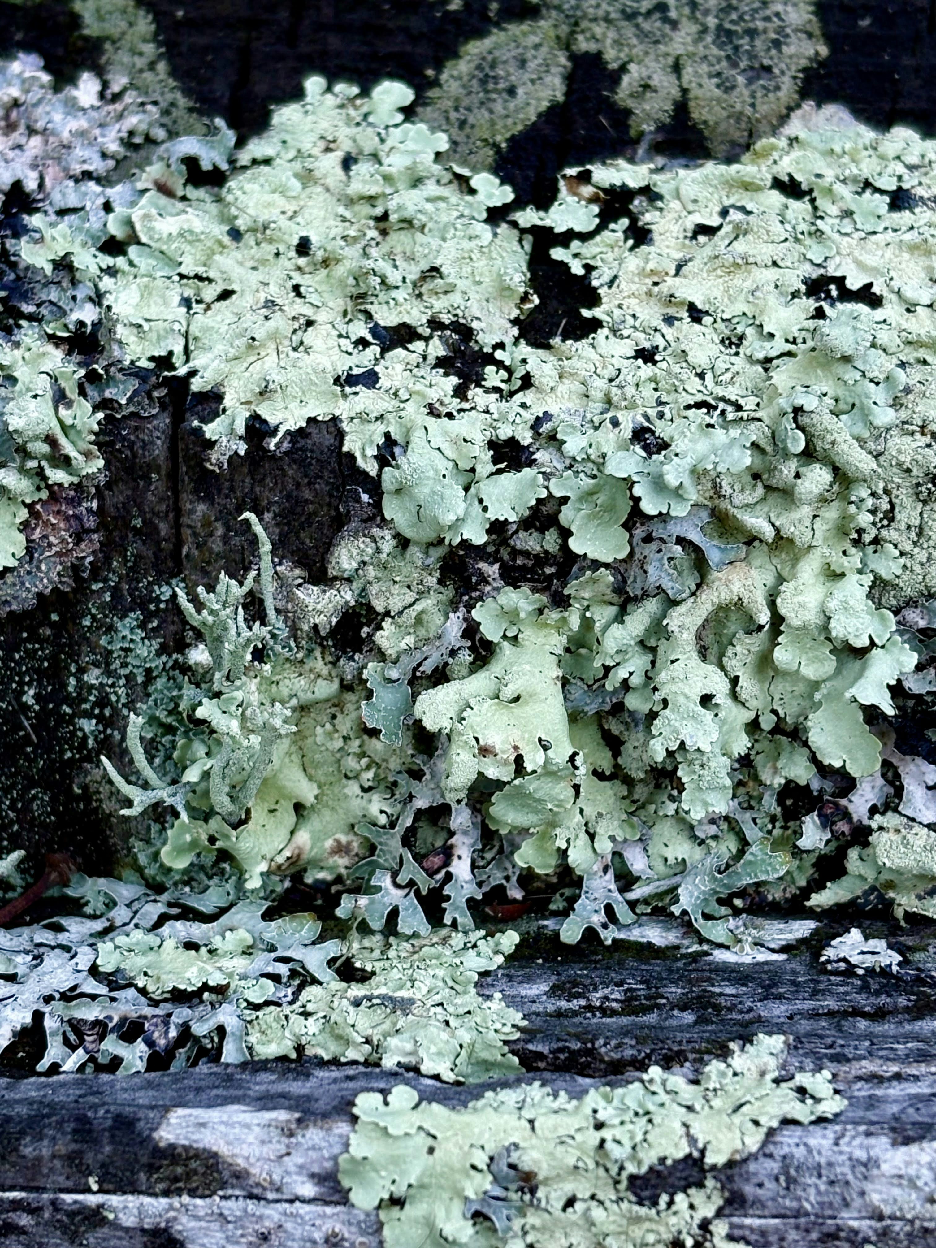 Verdant Lichen Over Weathered Wood: A Quiet Close-Up
