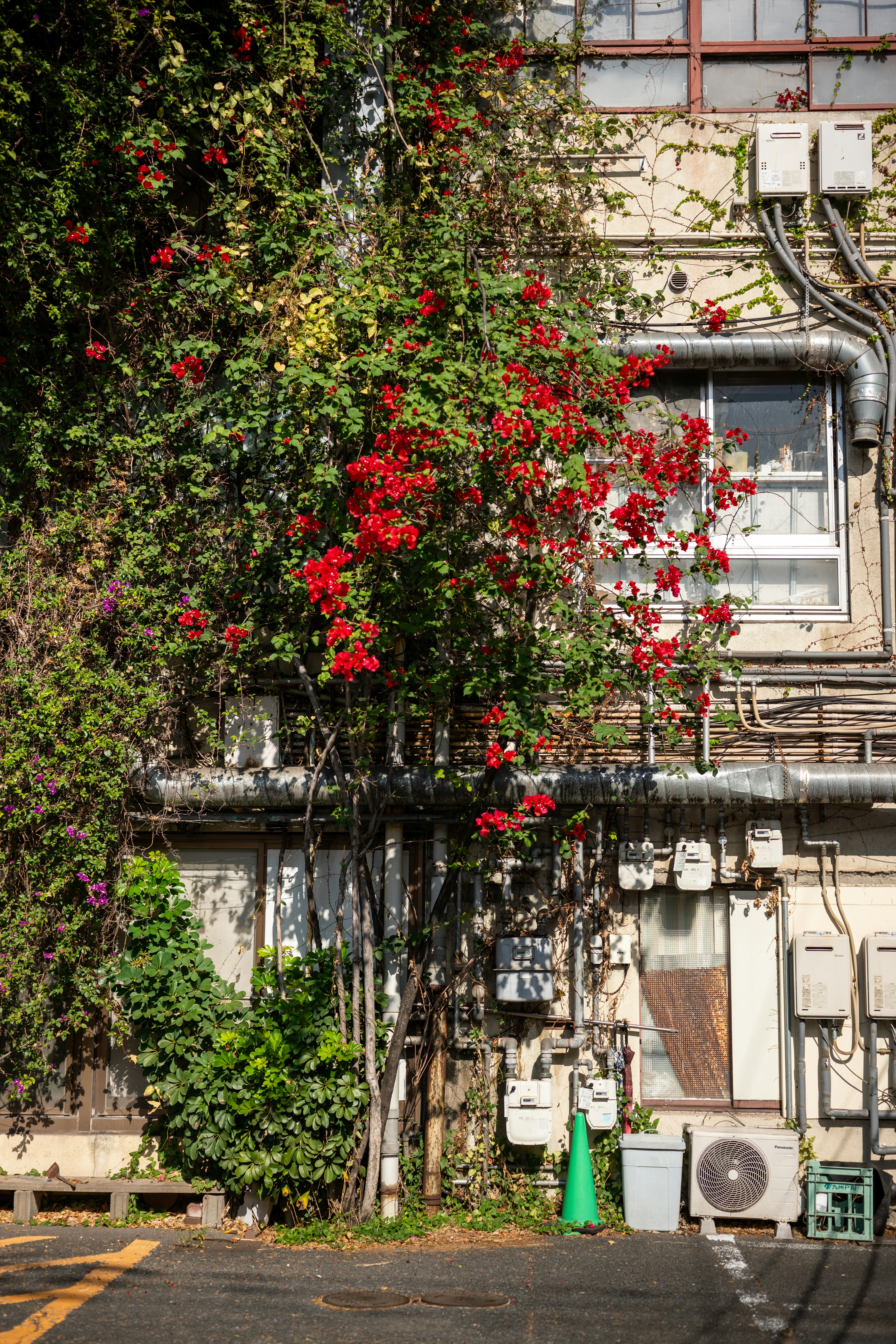 Crimson Blooms Cling to a Weathered Urban Facade