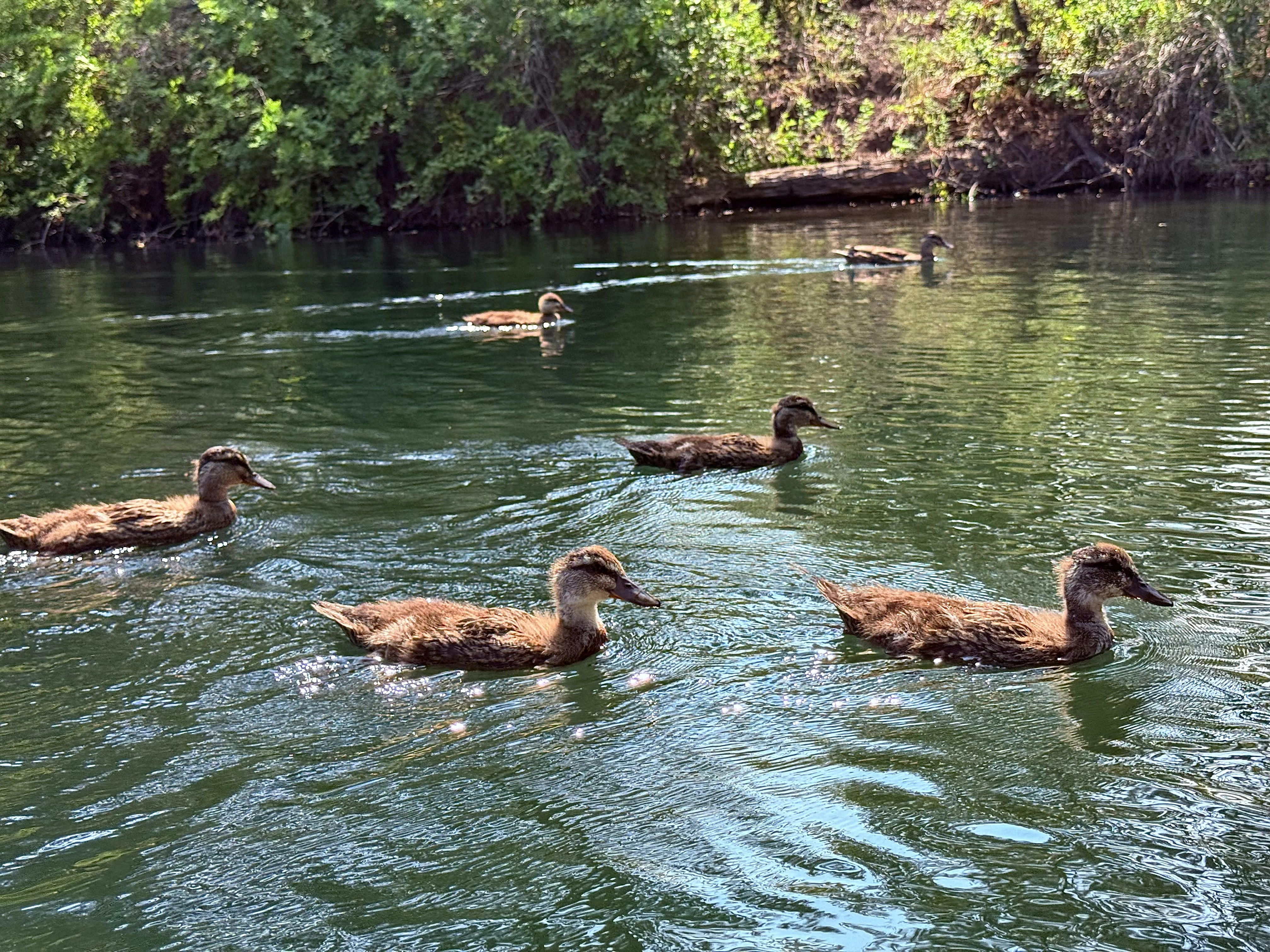 Riverbank Parade: A flotilla of ducks glides through sunlit ripples