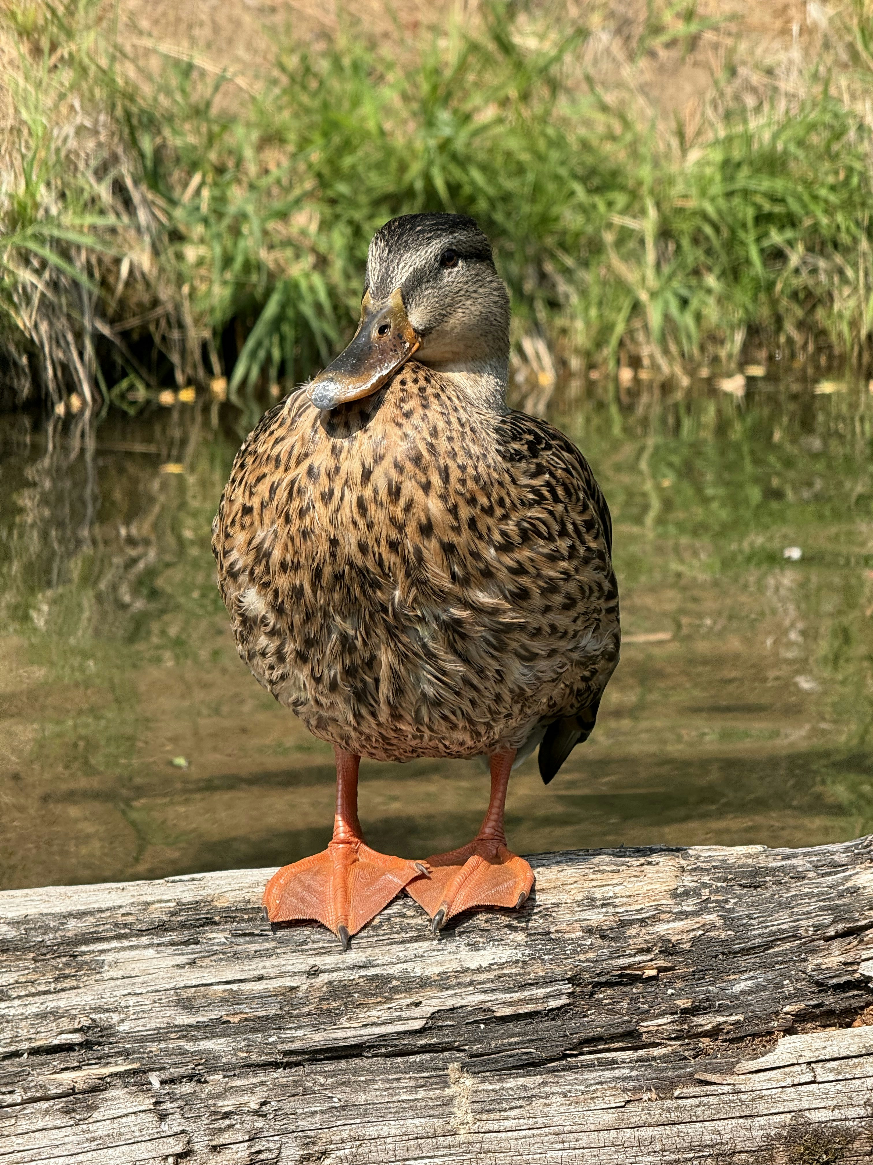 Sunlit Mallard Portrait on a Weathered Log by Calm Pond