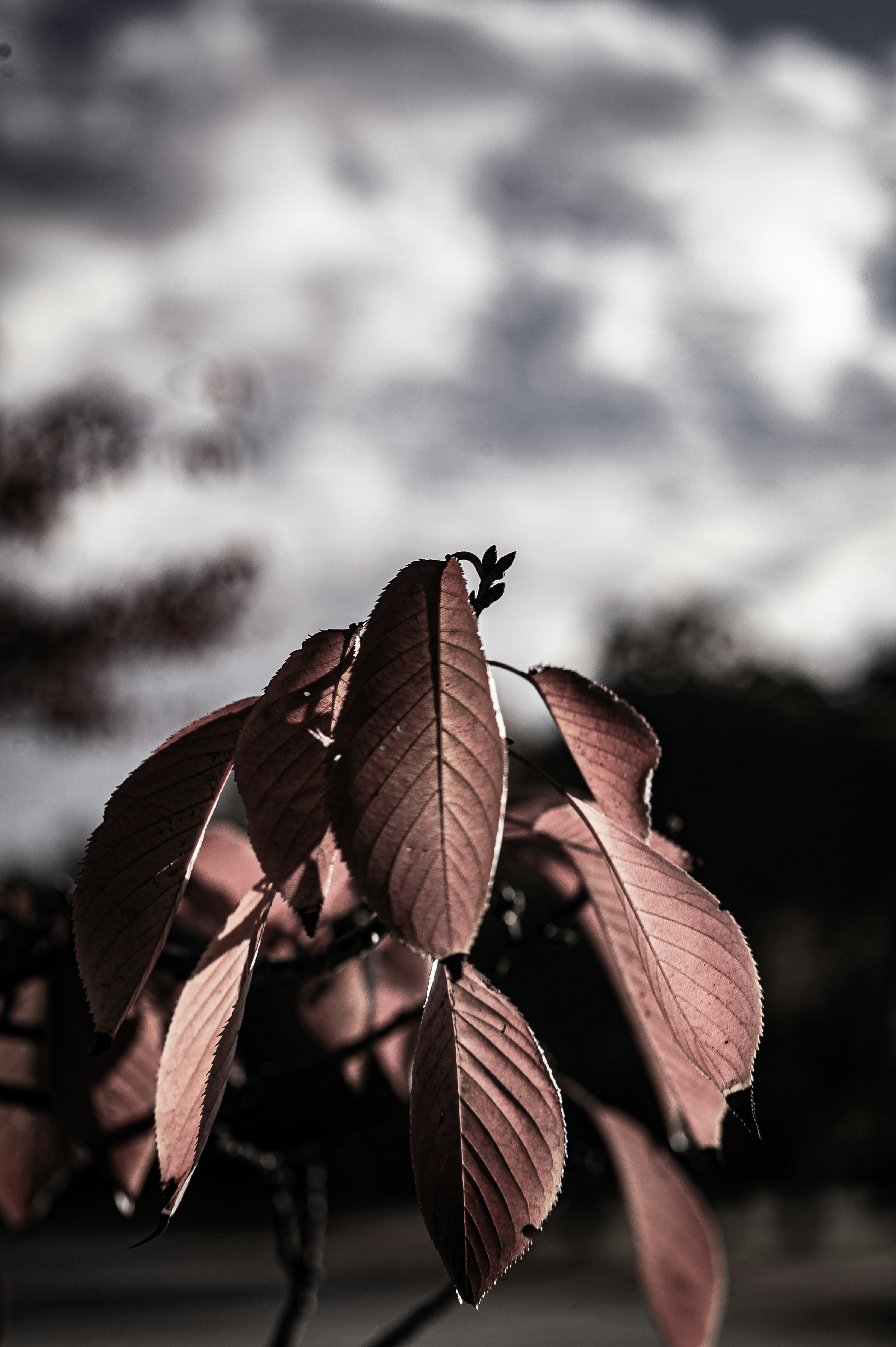 Photo by 5010 with Nikon Df