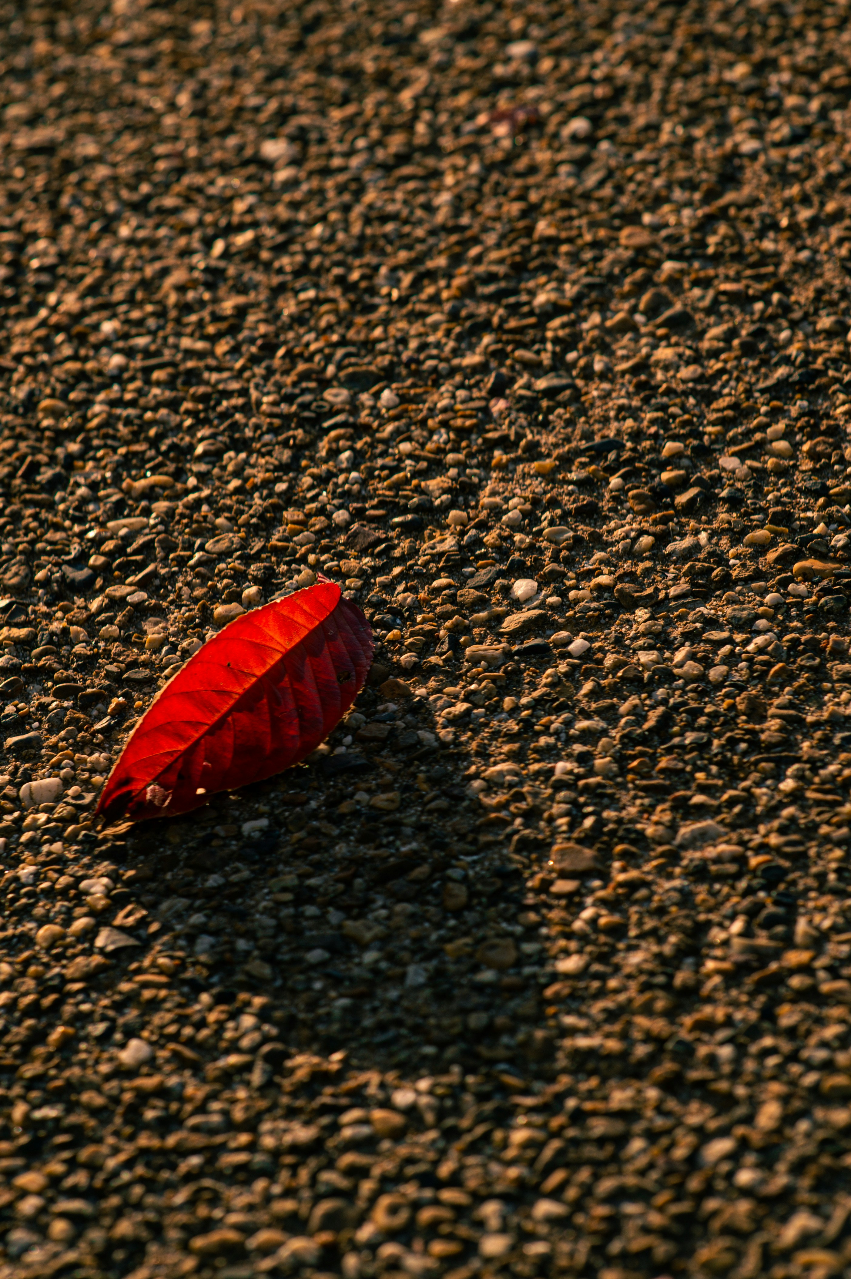 Crimson Leaf on Rough Asphalt at Golden Hour