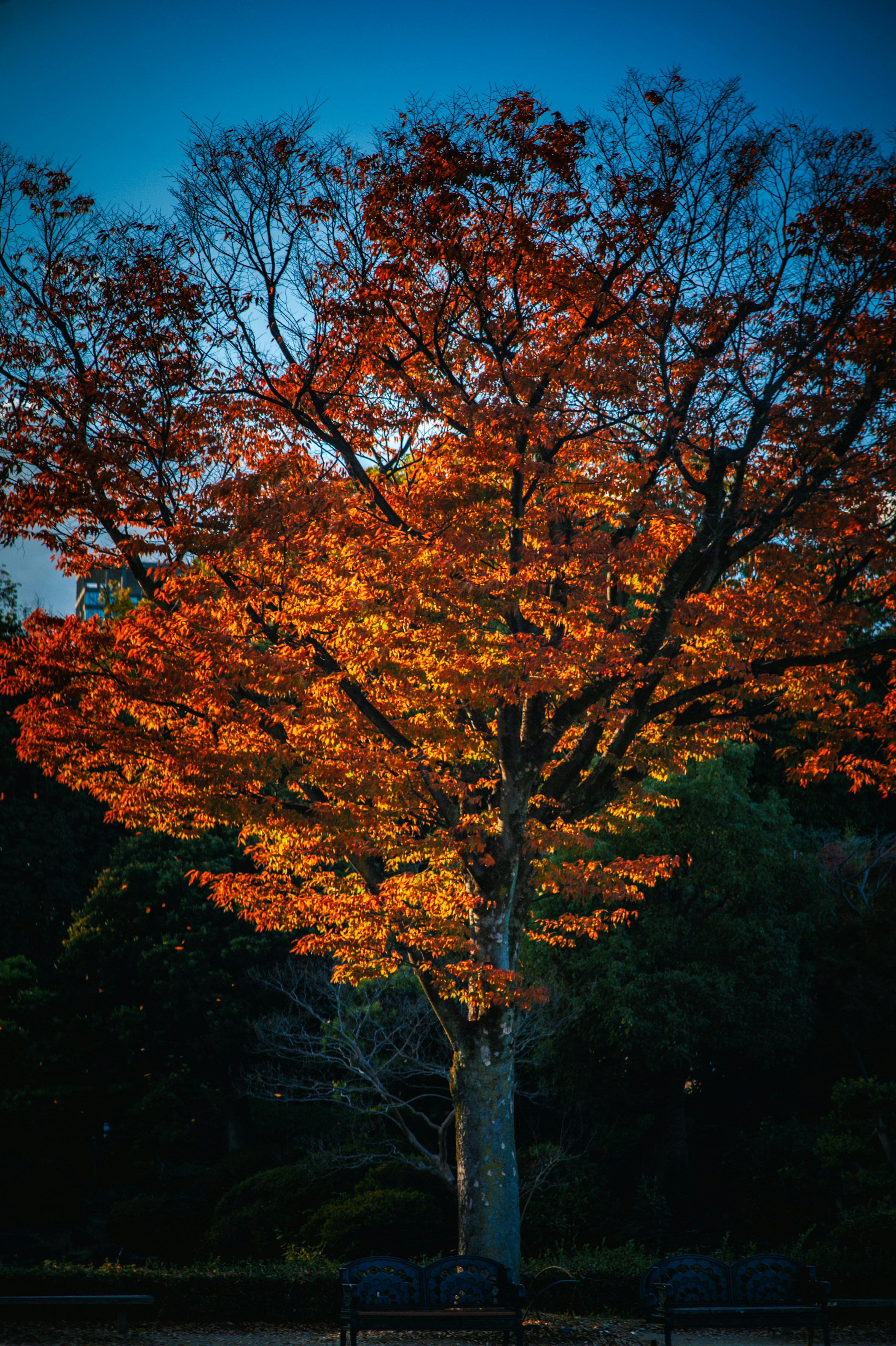 Ember-Leaf Crown Under a Velvet Evening Sky