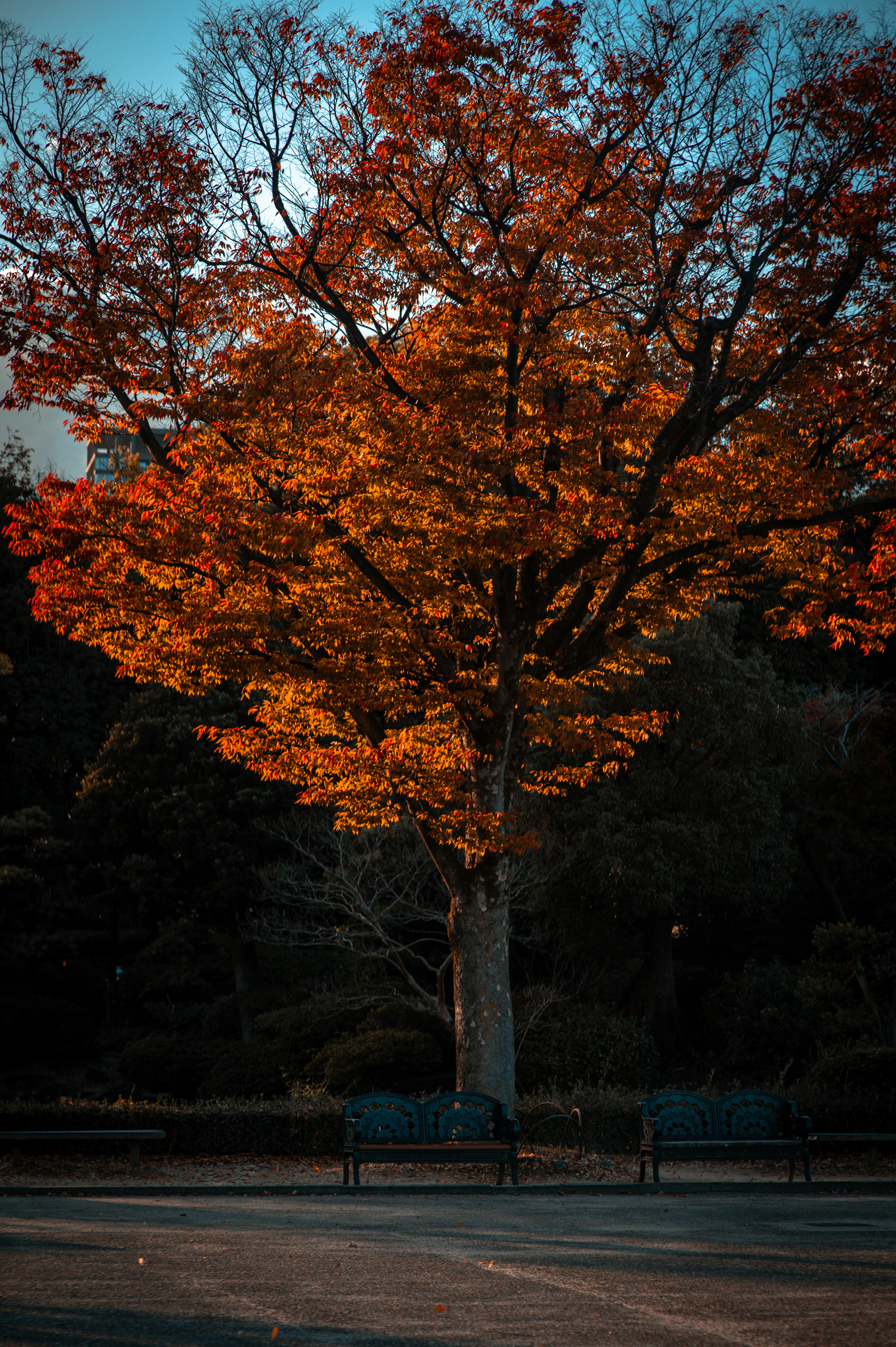 Ember Crown Over a Quiet Park