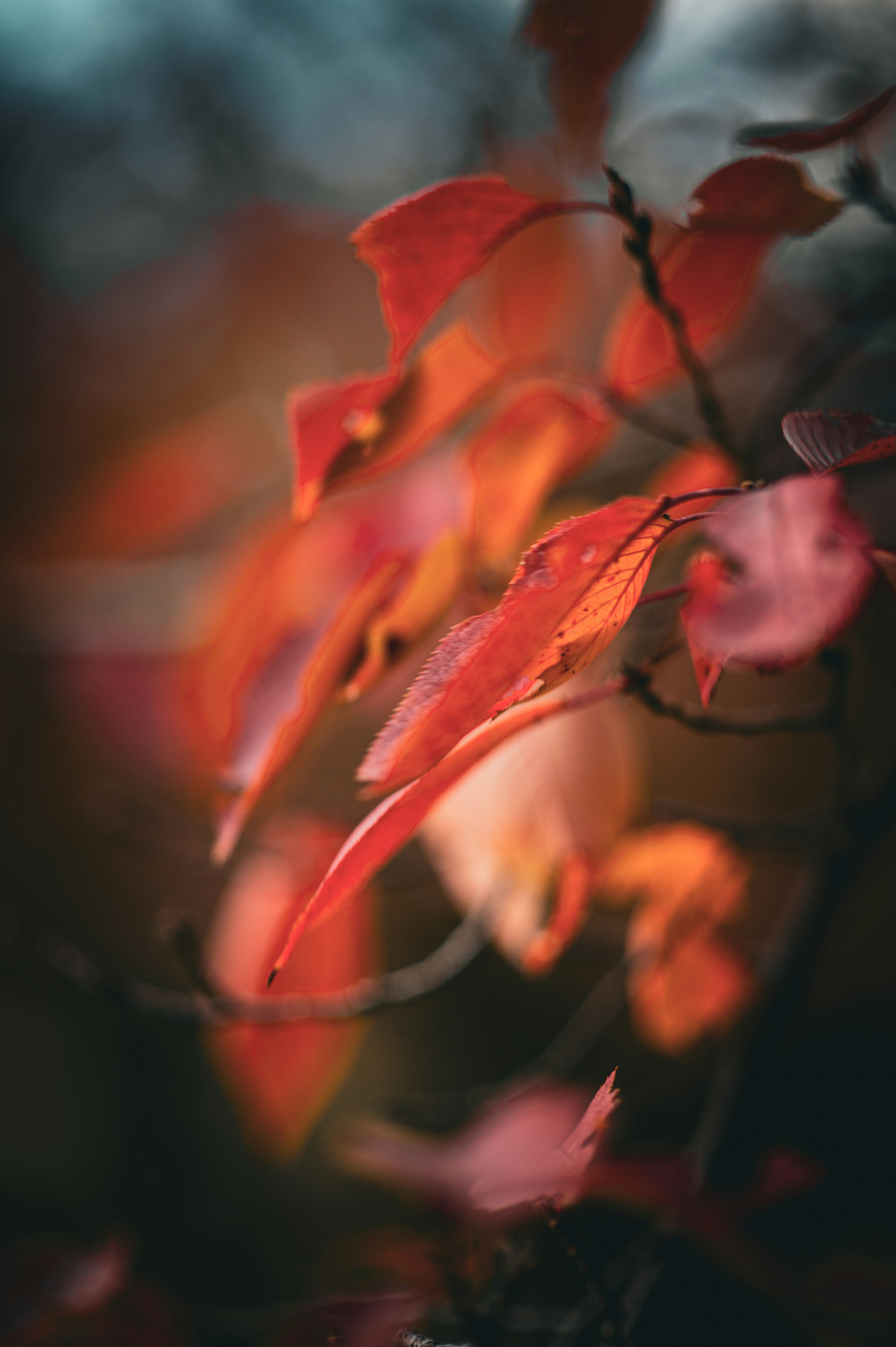 Crimson Veil: Soft Focus on Autumn Leaves