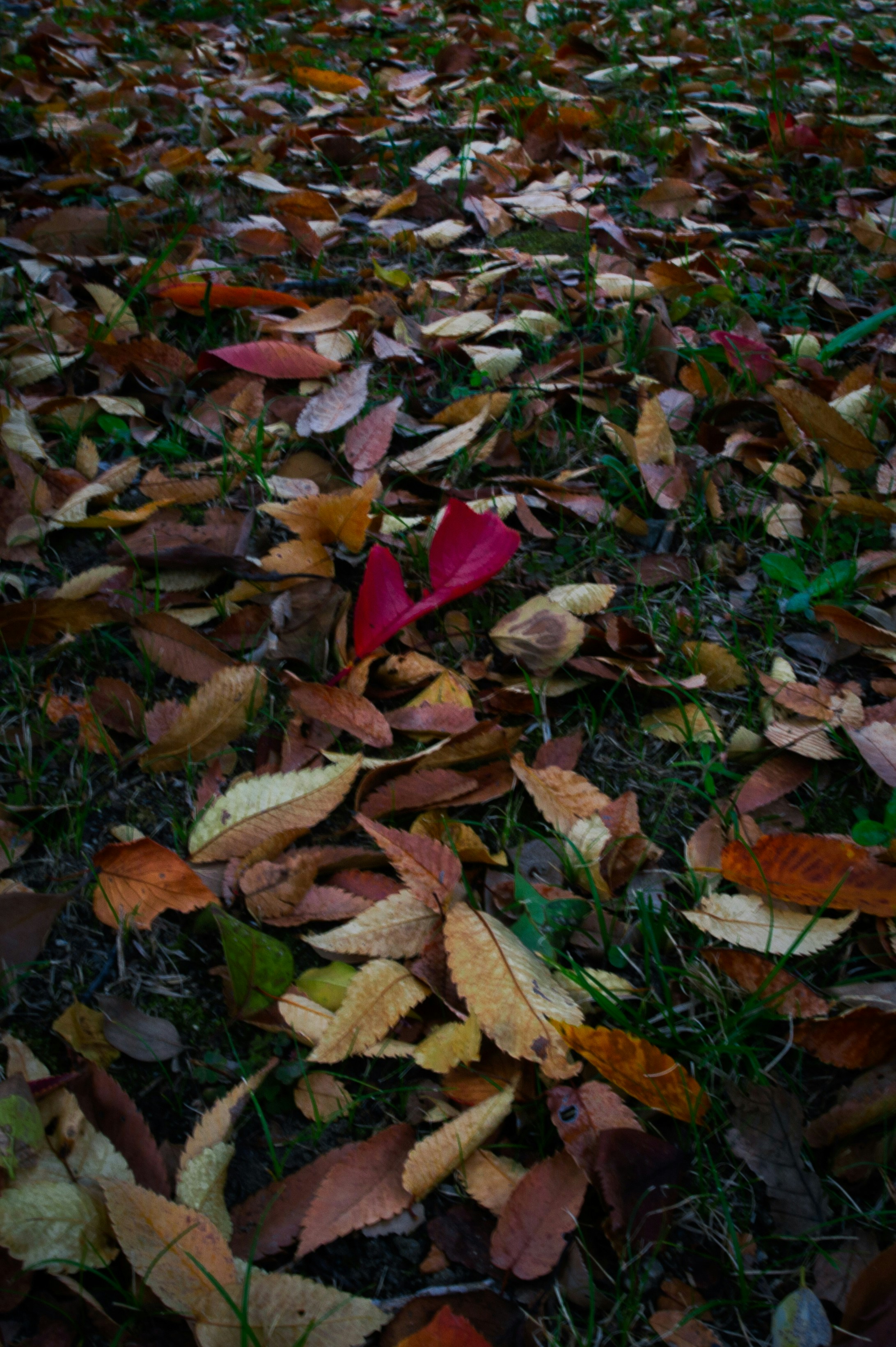 Photo by 5010 with Nikon Df