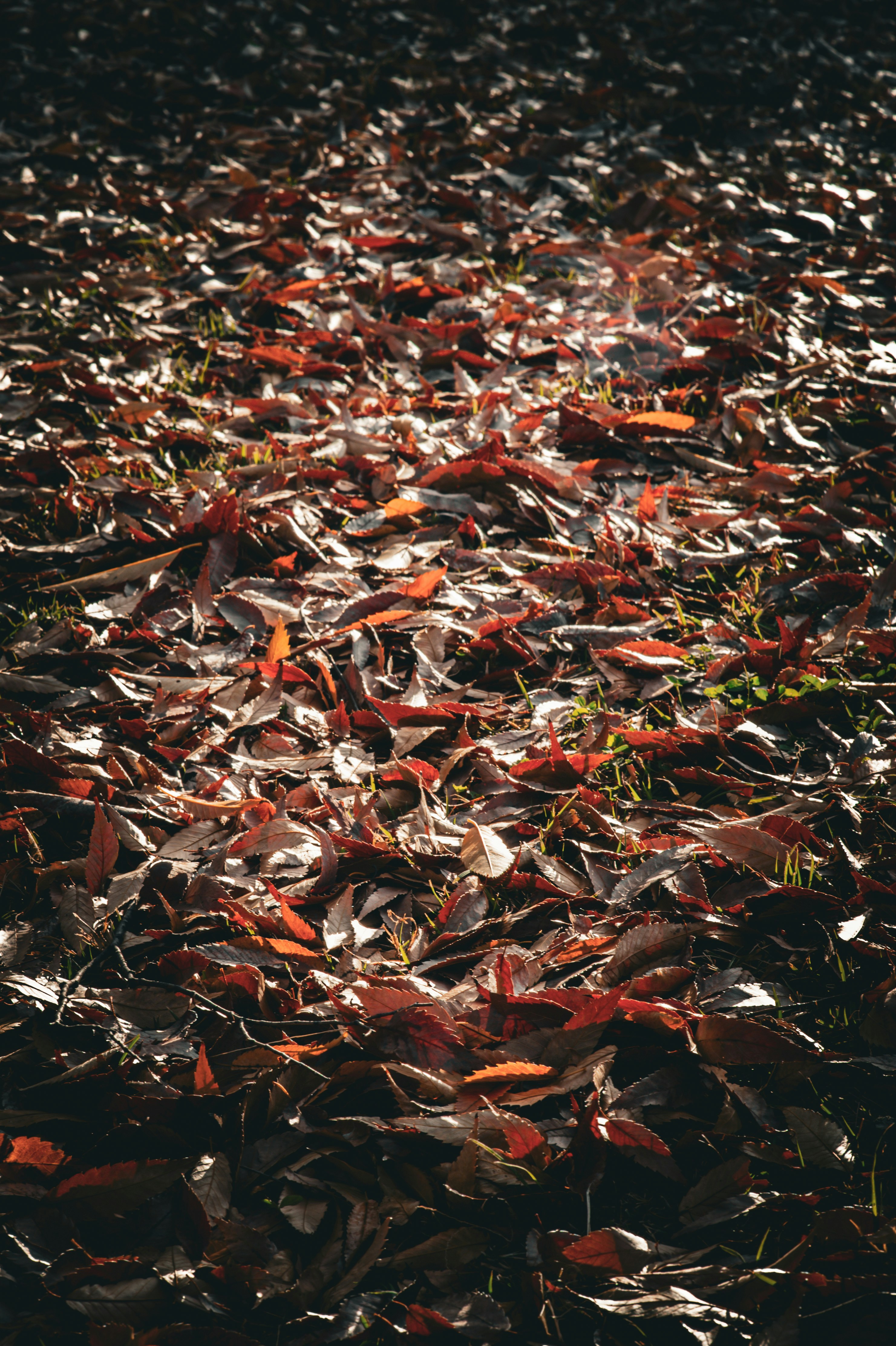 Sunlit Crimson Carpet: Close-Up of Autumn Leaves on the Forest Floor