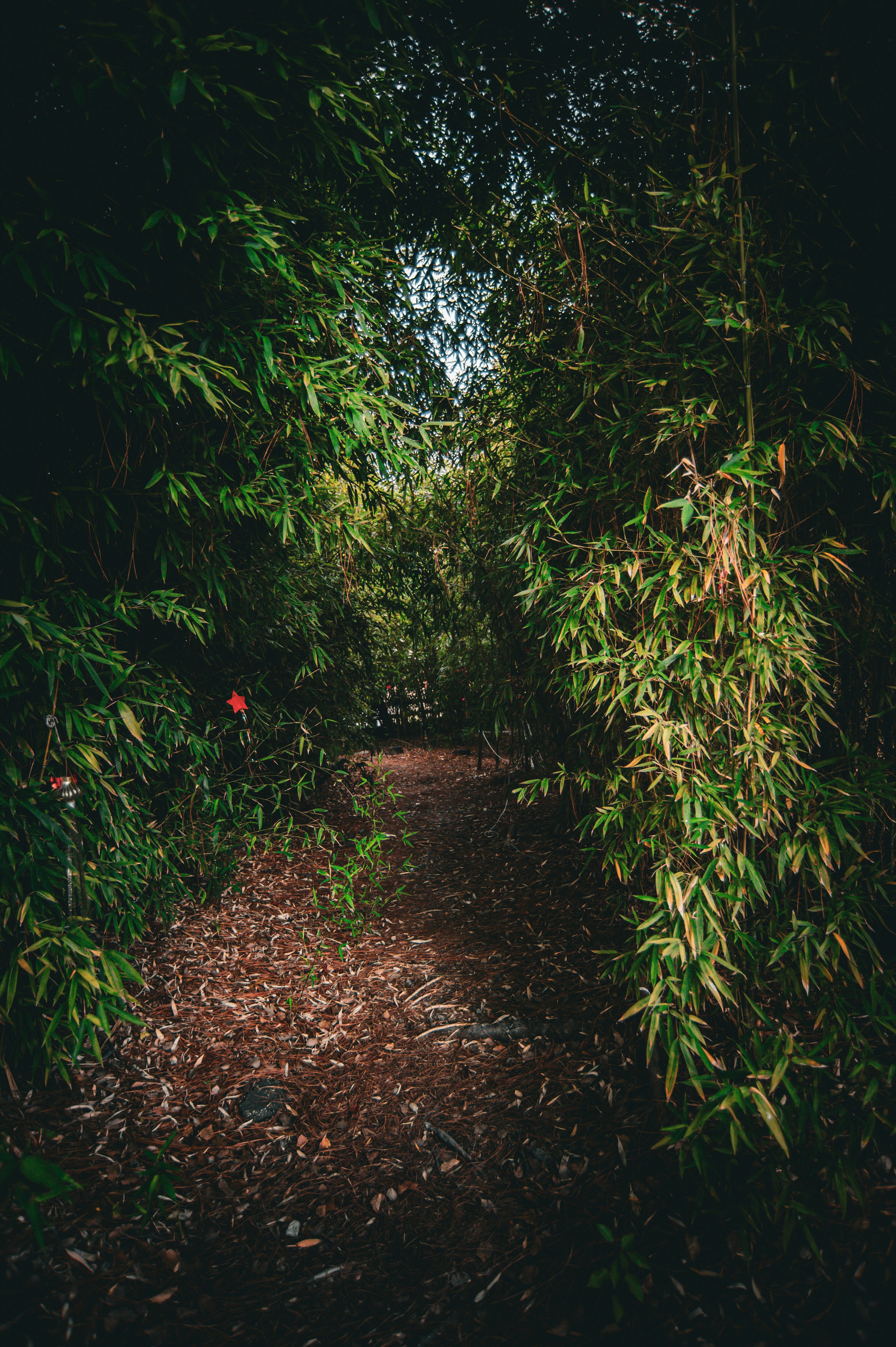 Veil of Green: A Narrow Path Through a Bamboo Archway