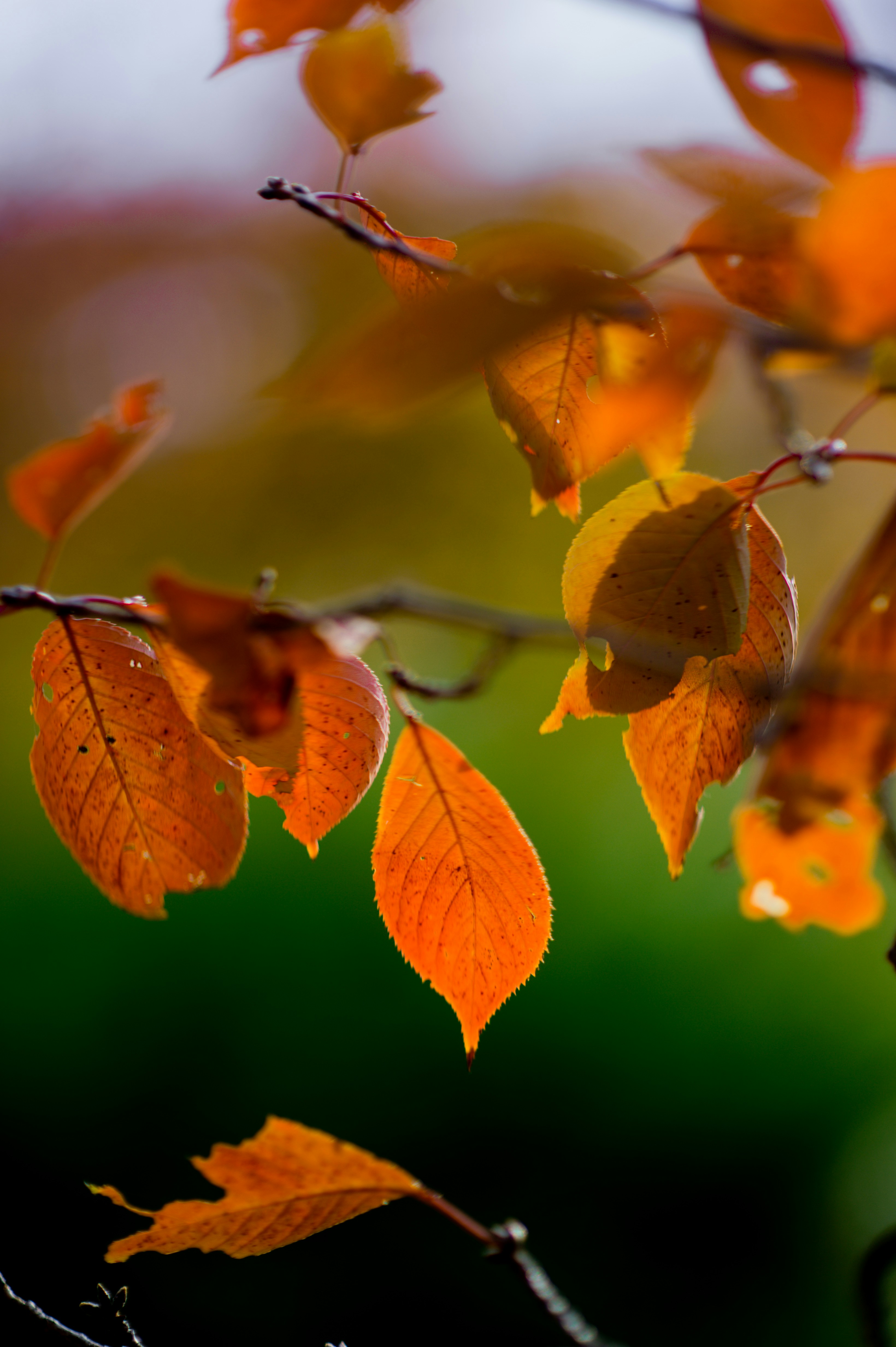 Amber Veins in Soft Focus: A Close-Up of Autumn Leaves