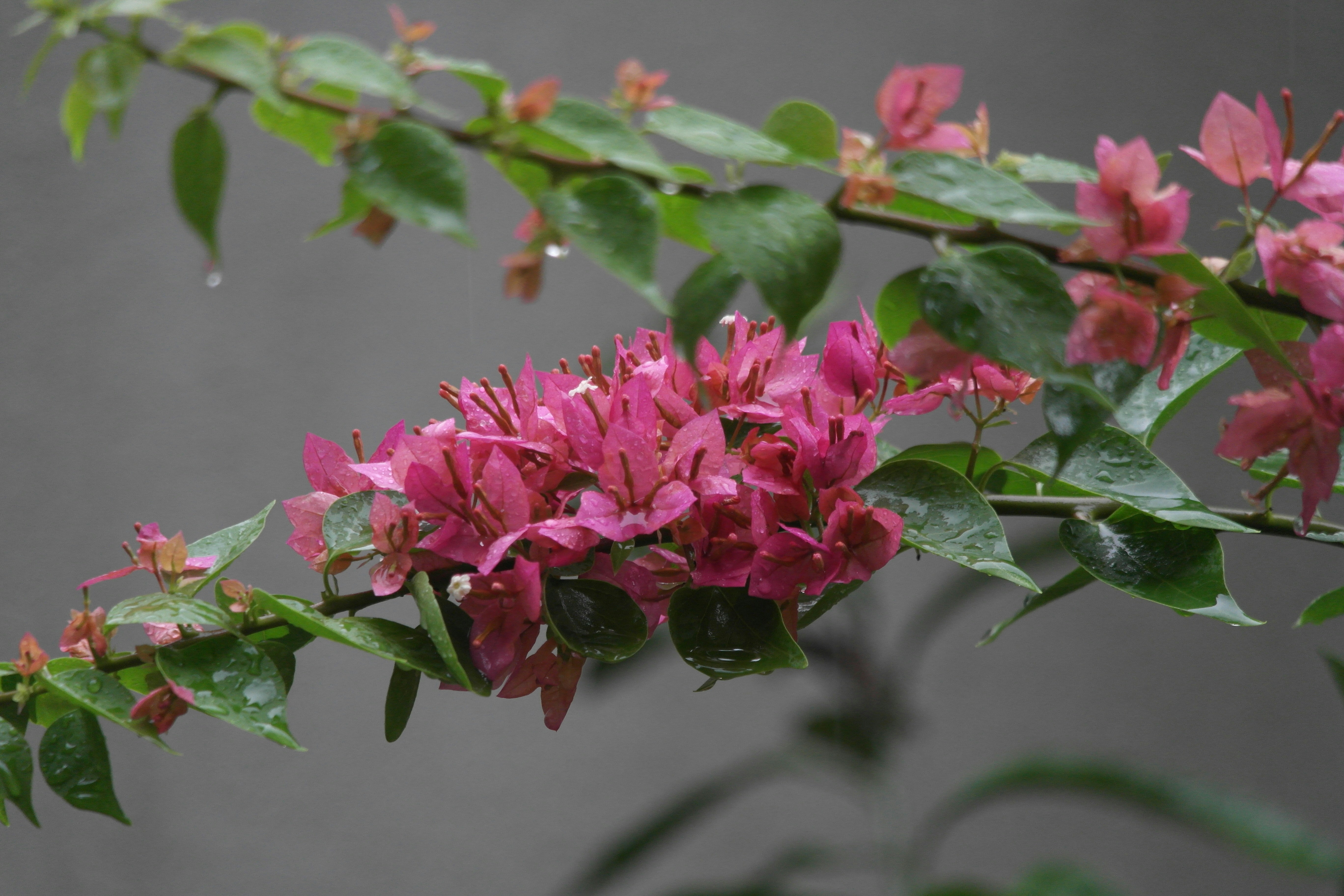 Pink bougainvillea flowers with green leaves and water droplets.