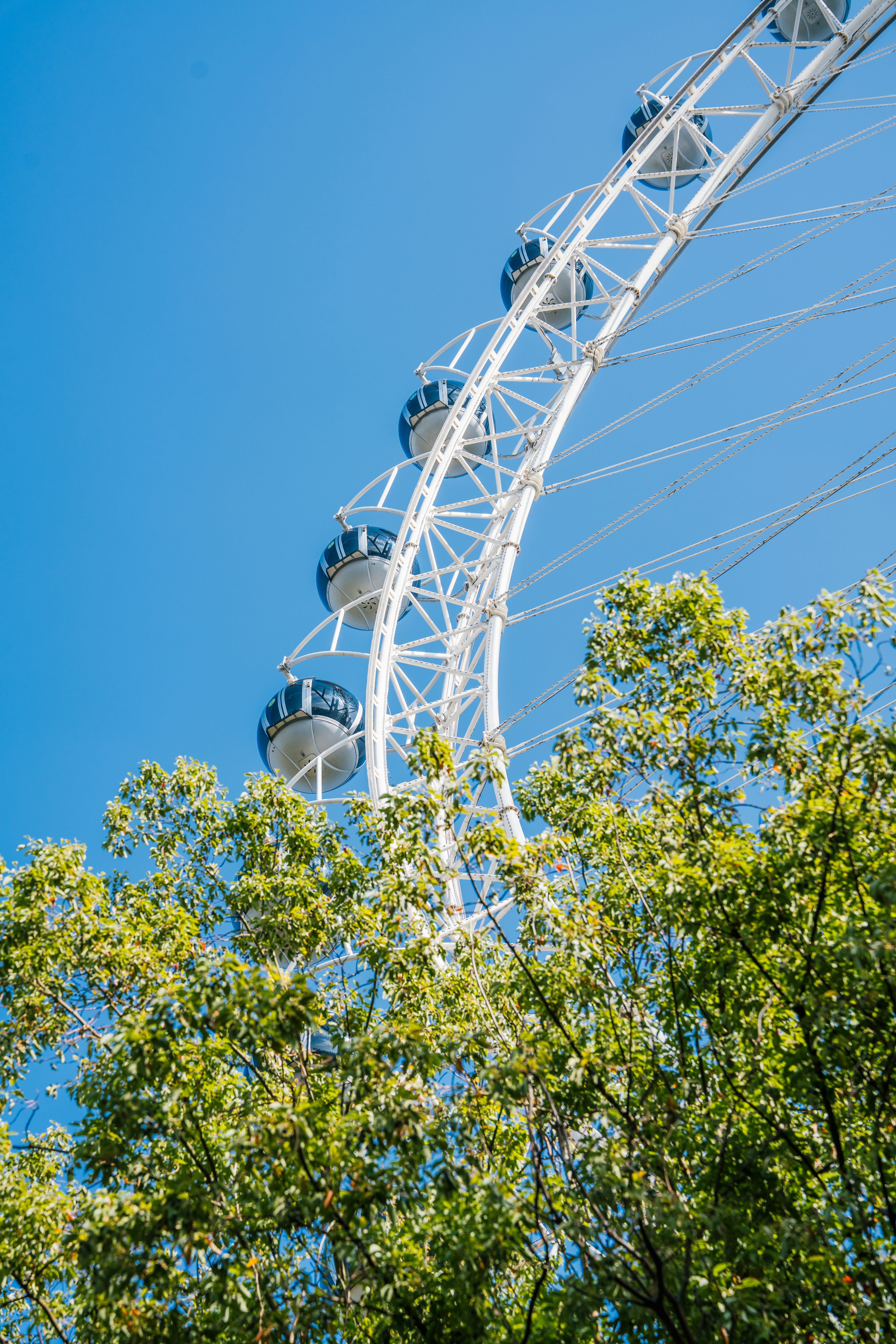 Arc of the Sky: Ferris Wheel Rises Beyond a Lush Green Canopy