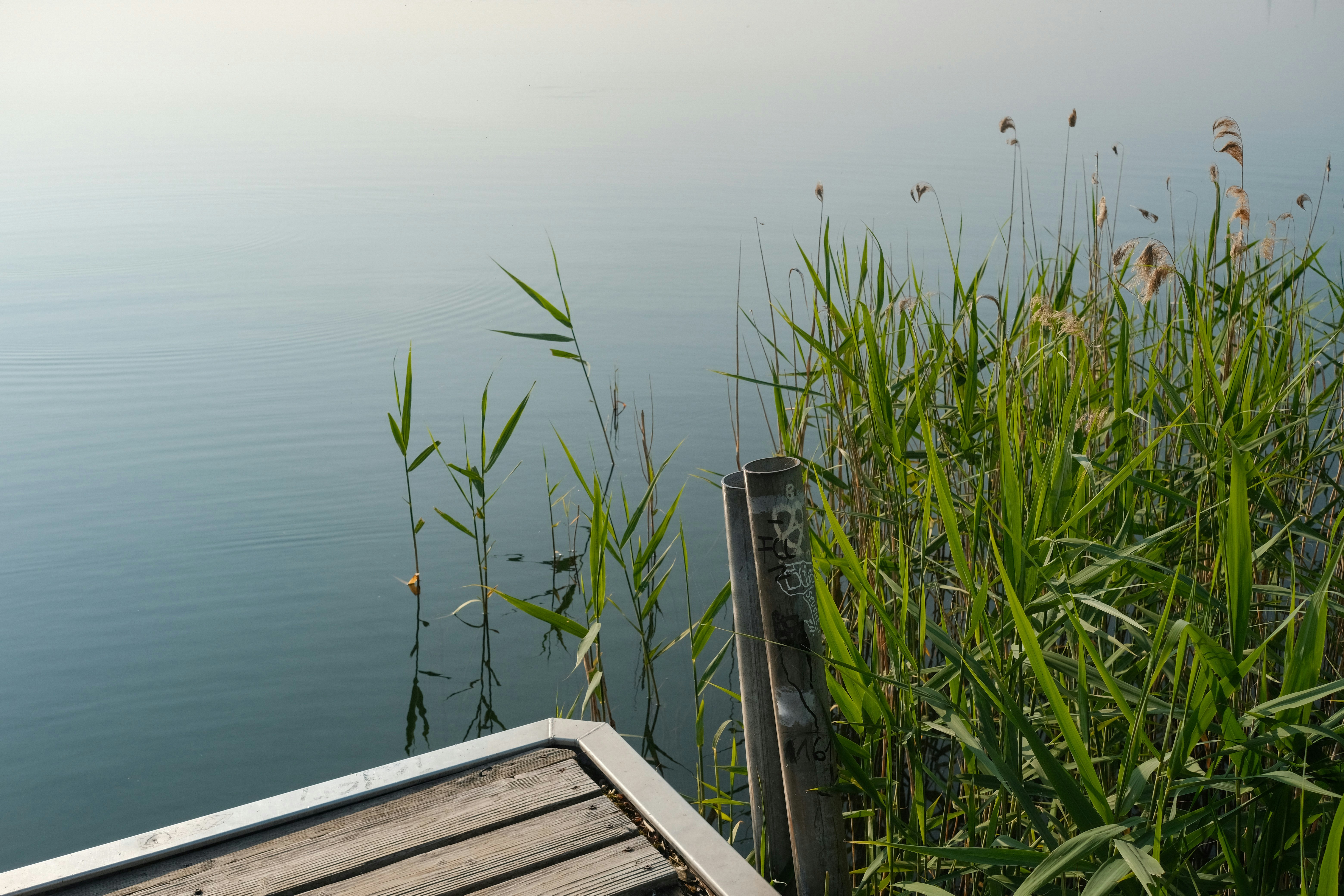 Sentinel at the Lake’s Edge: Reeds Framing a Quiet Dock
