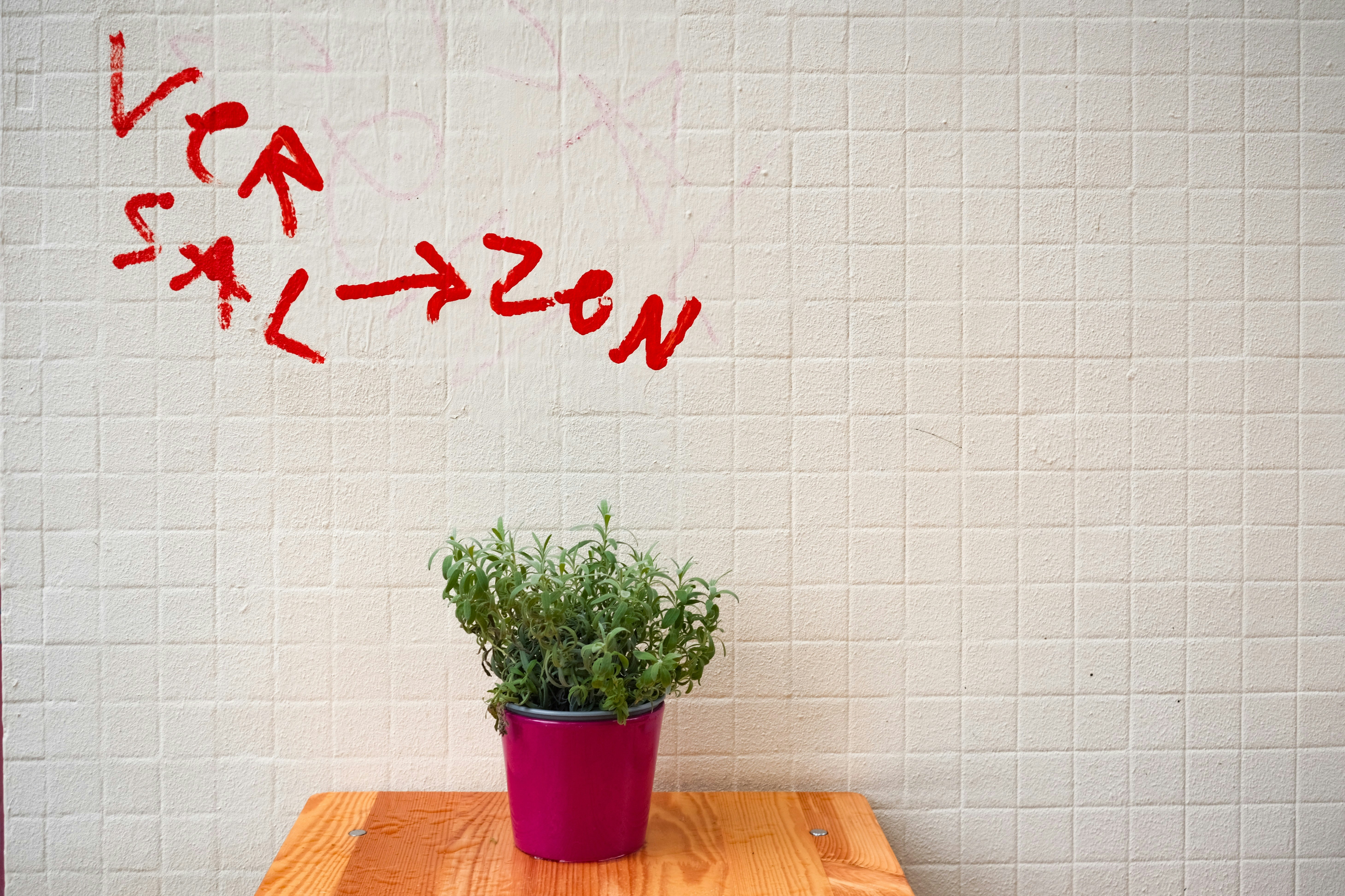 Verdant Quiet on Wood: A lone potted plant beneath graffiti-lit tiles