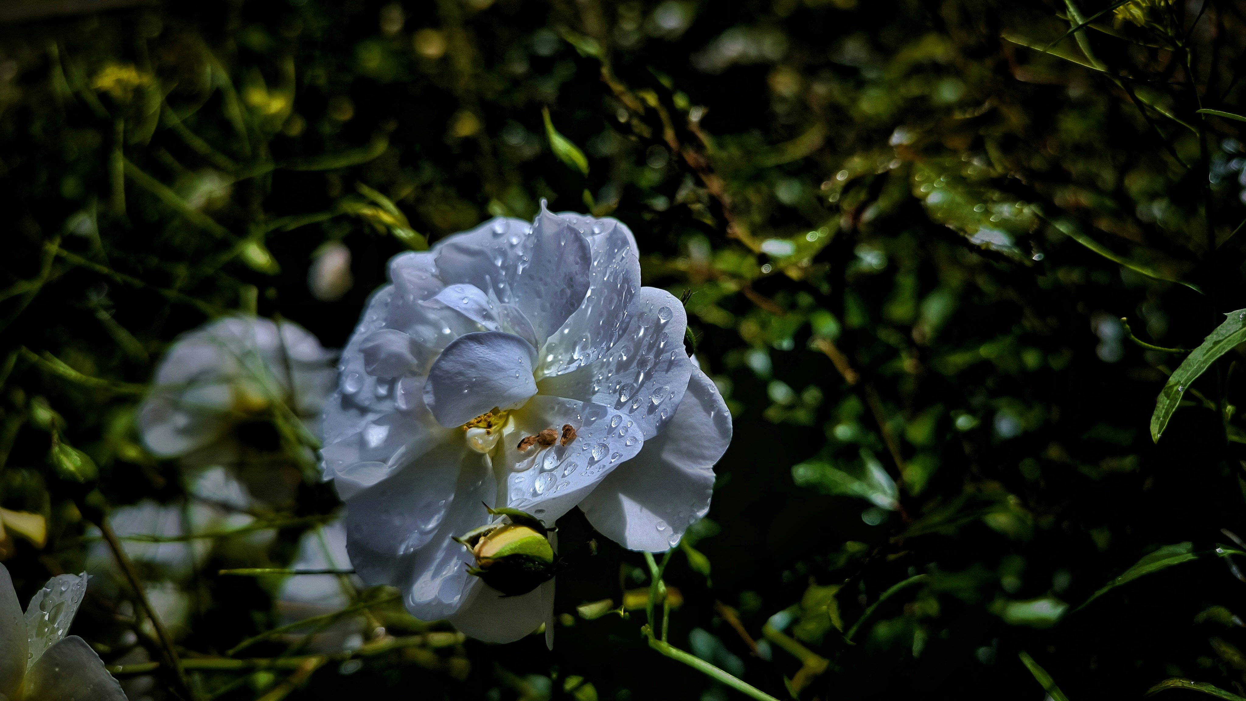 A white rose covered in water droplets with a bee.