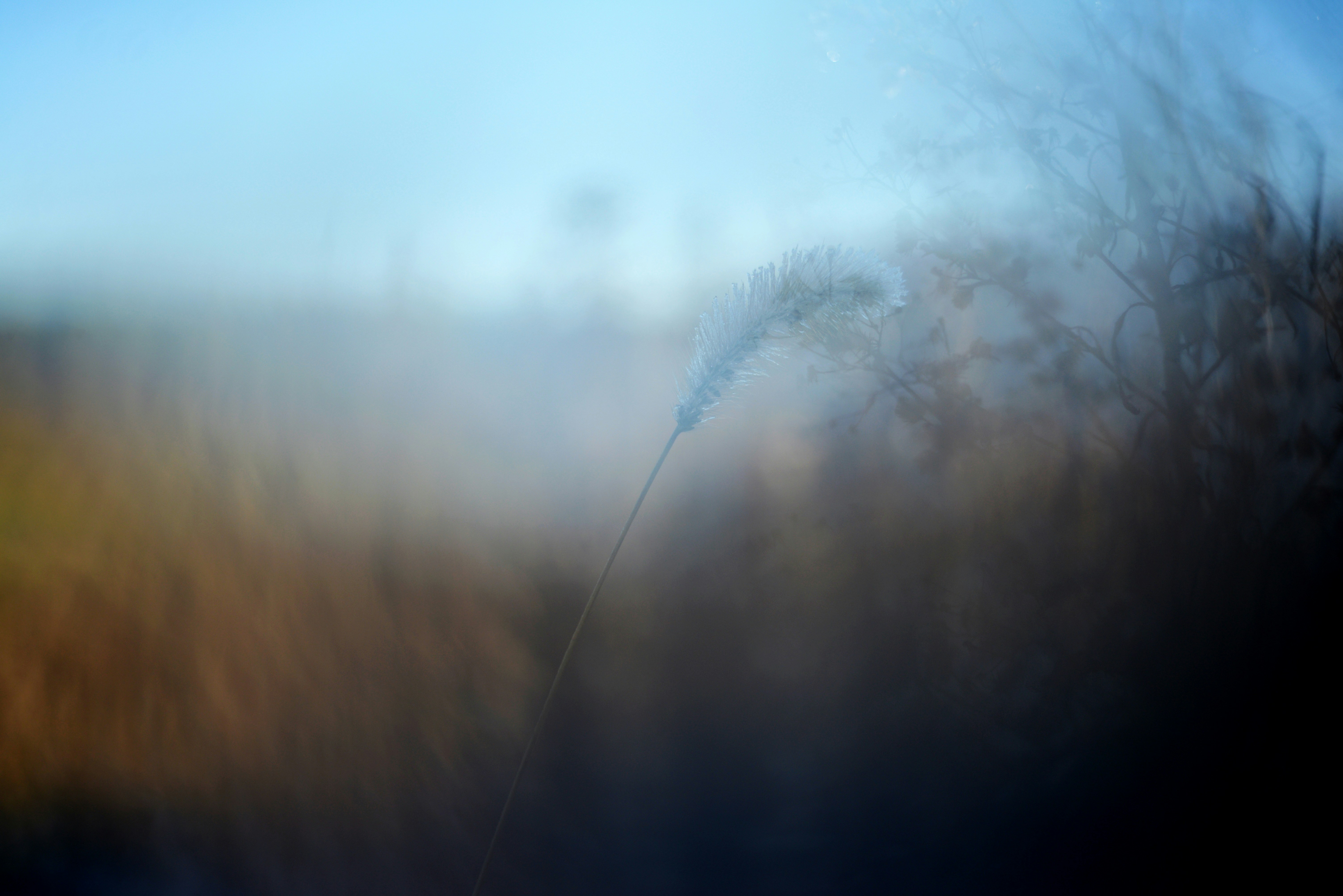 Lone Grass Seed in a Hazy Field Beneath a Quiet Blue Sky