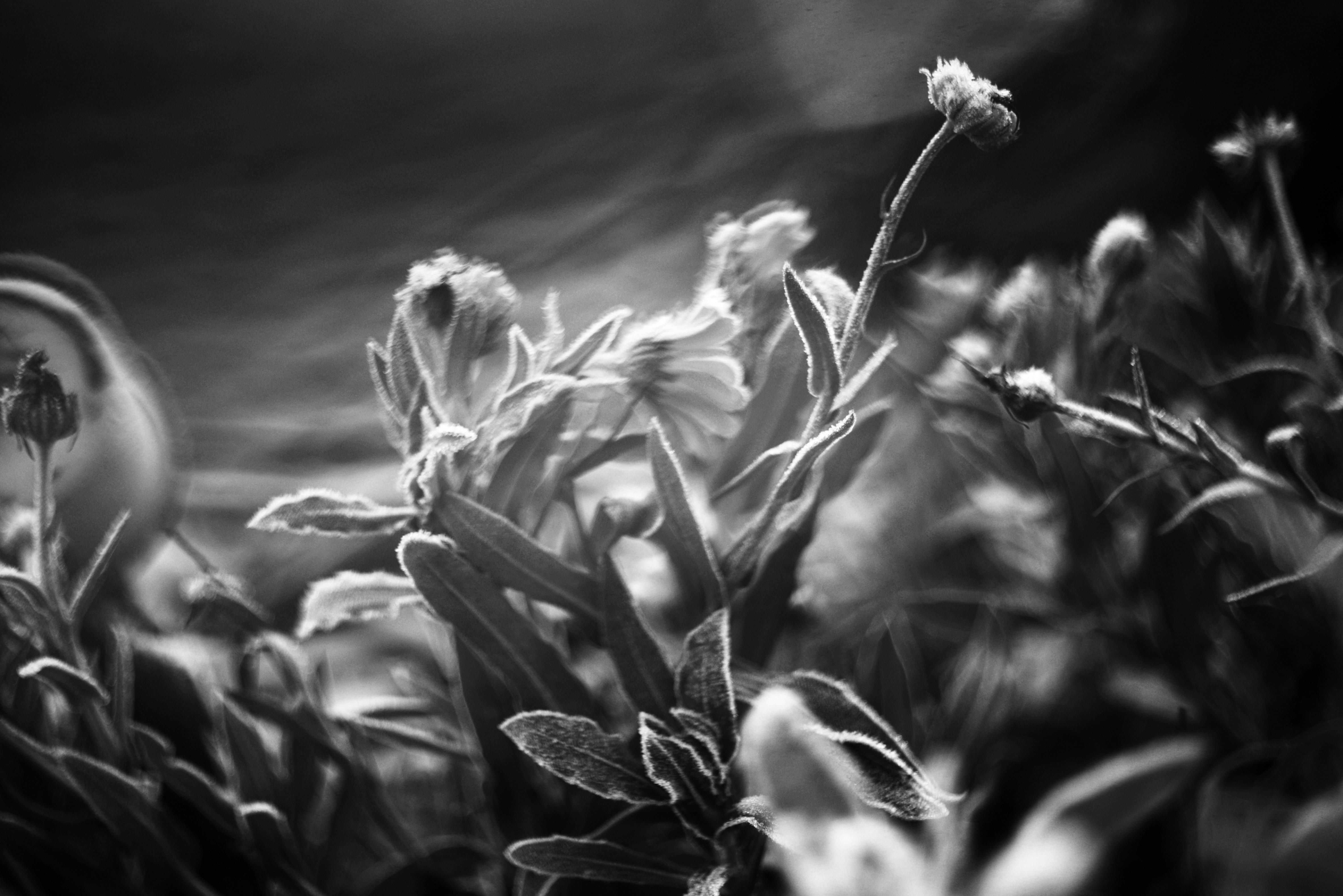 Whispered Petals in Mono: A Close-Up Meadow Portrait