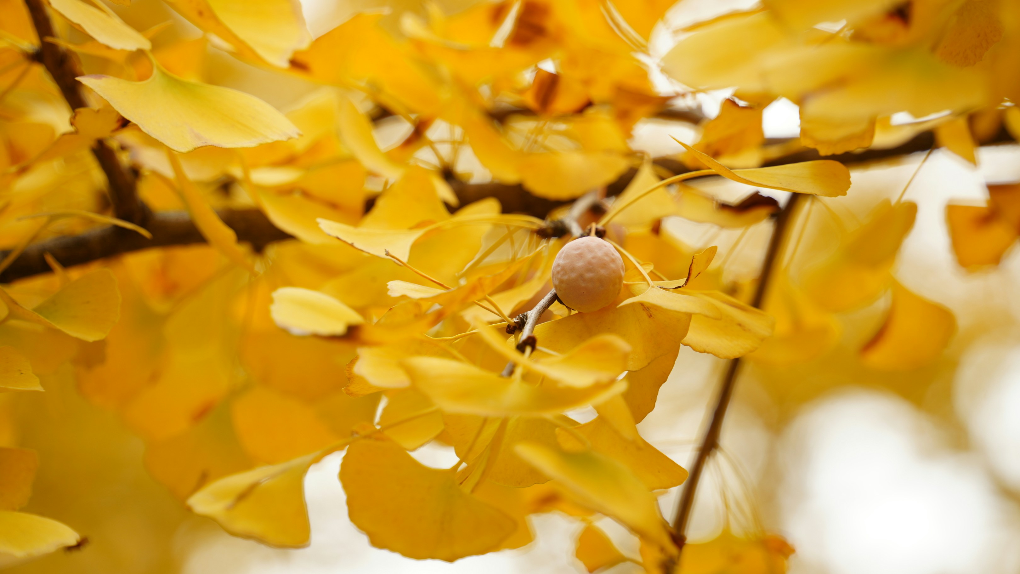 Golden Canopy: Sunlit Ginkgo Leaves in Quiet Fall Light