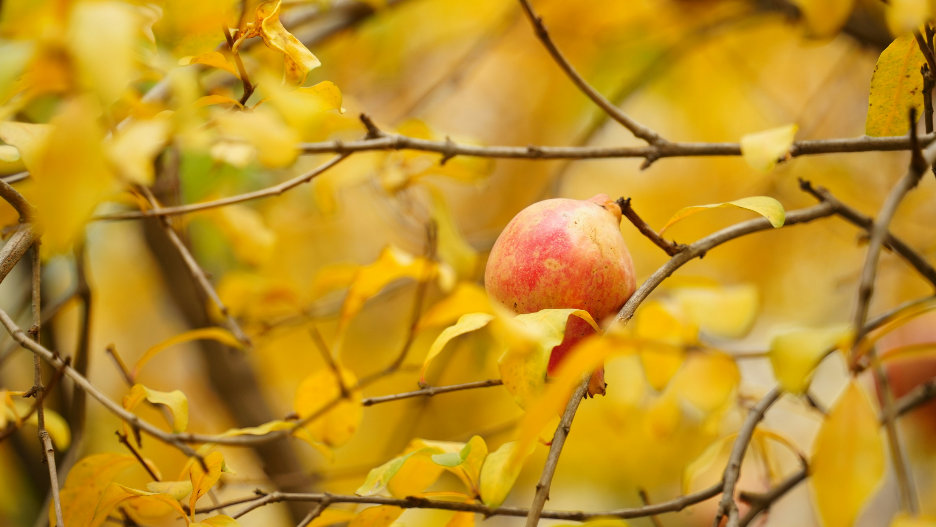 Photo by Liang Chuang with Sony Alpha 7C II