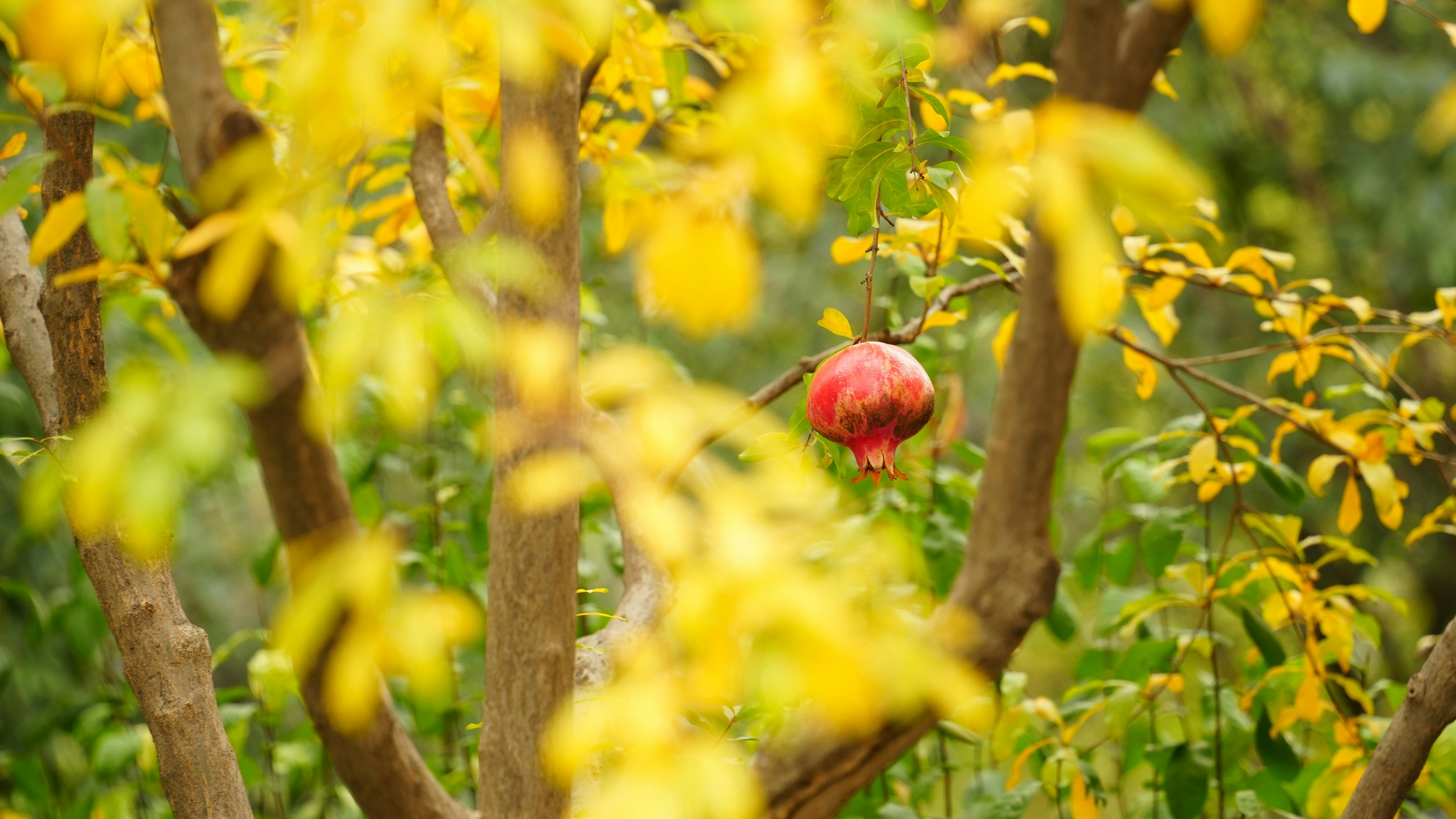 Ruby Pendant Nestled in a Crown of Golden Foliage