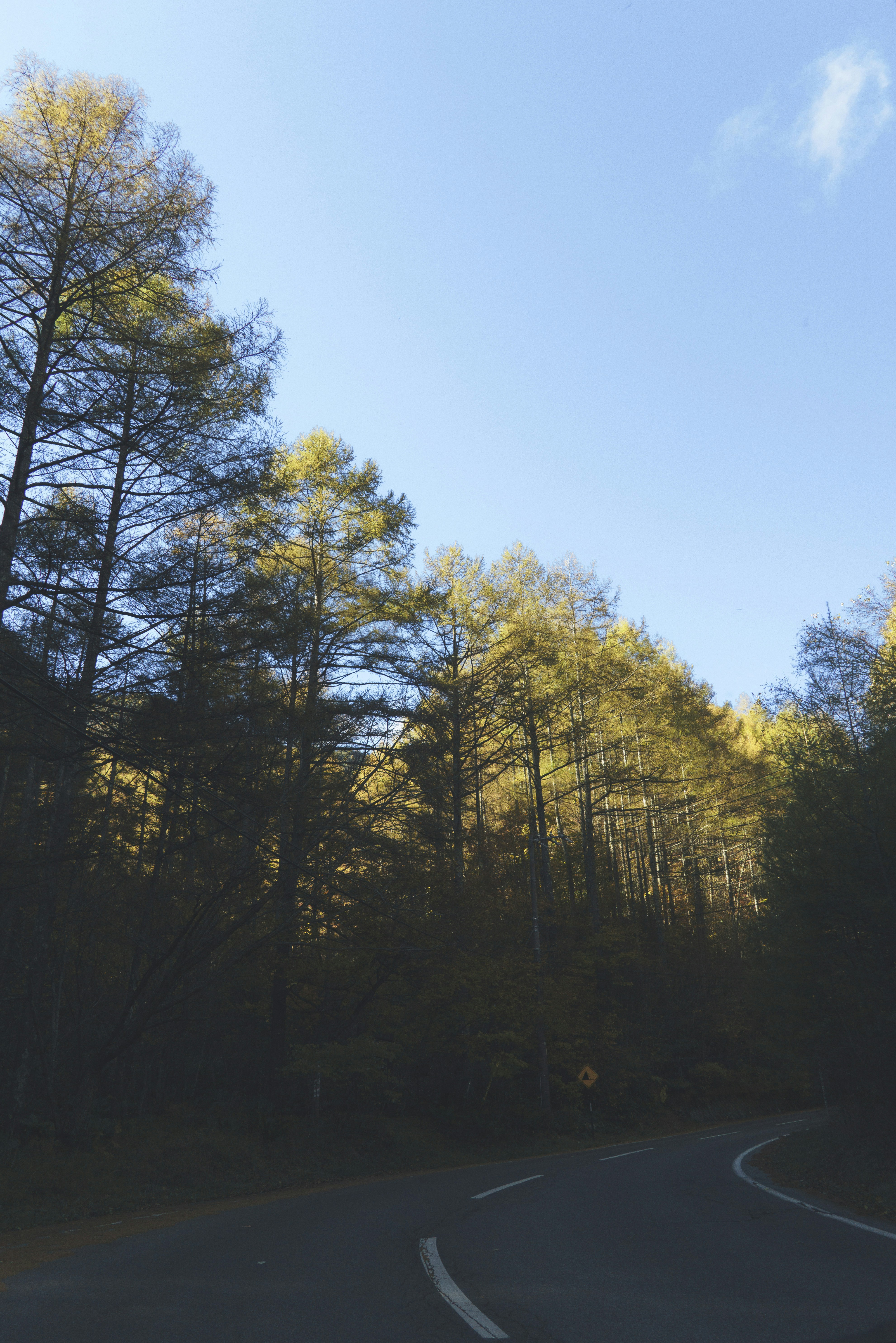 Golden Canopy Over a Serpentine Forest Road