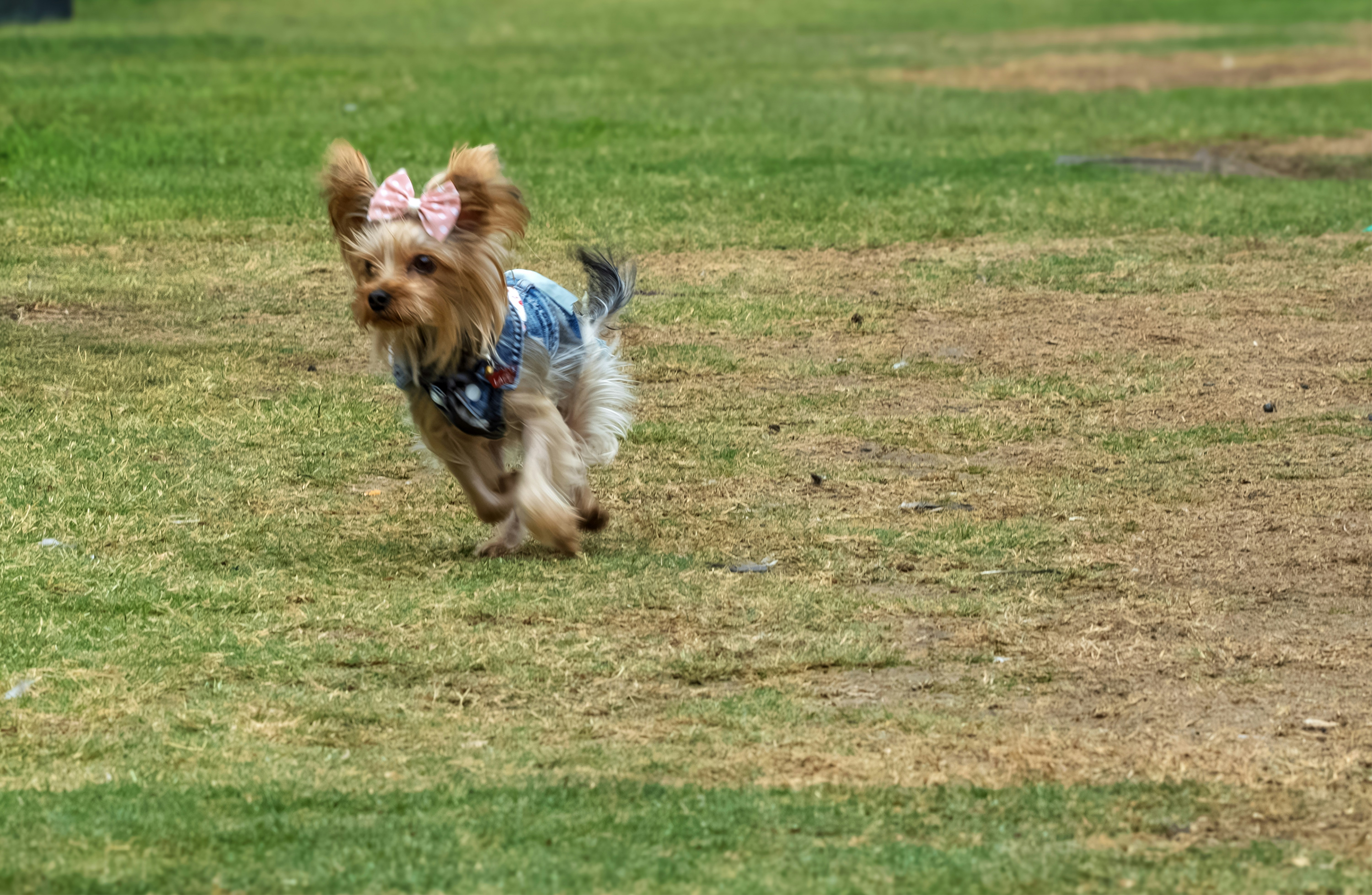 Denim Dash: A Petite Terrier Fleeting Across the Park