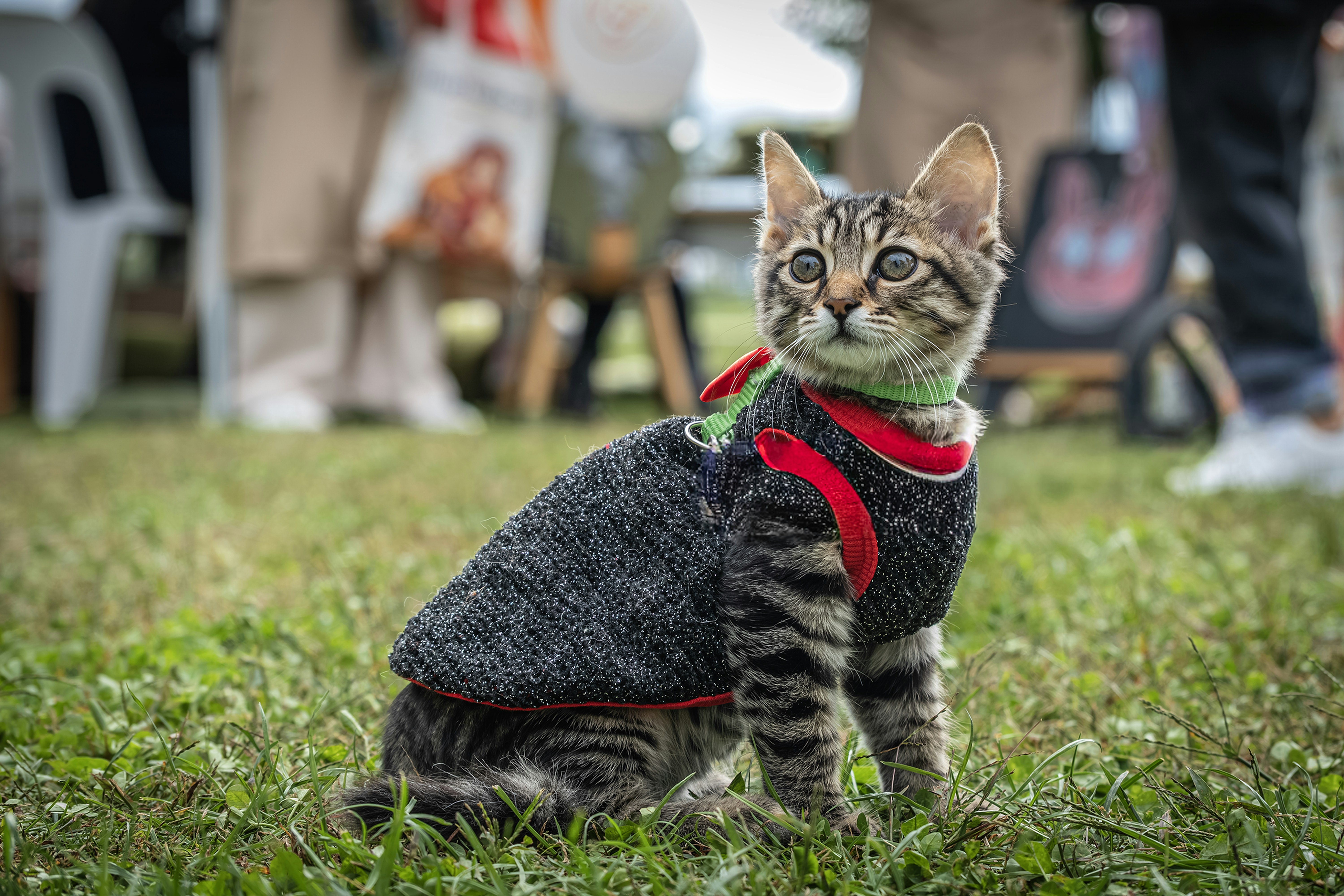 Cozy Spotlight: Tabby in a Red Harness Studying the Crowd at a Park Market