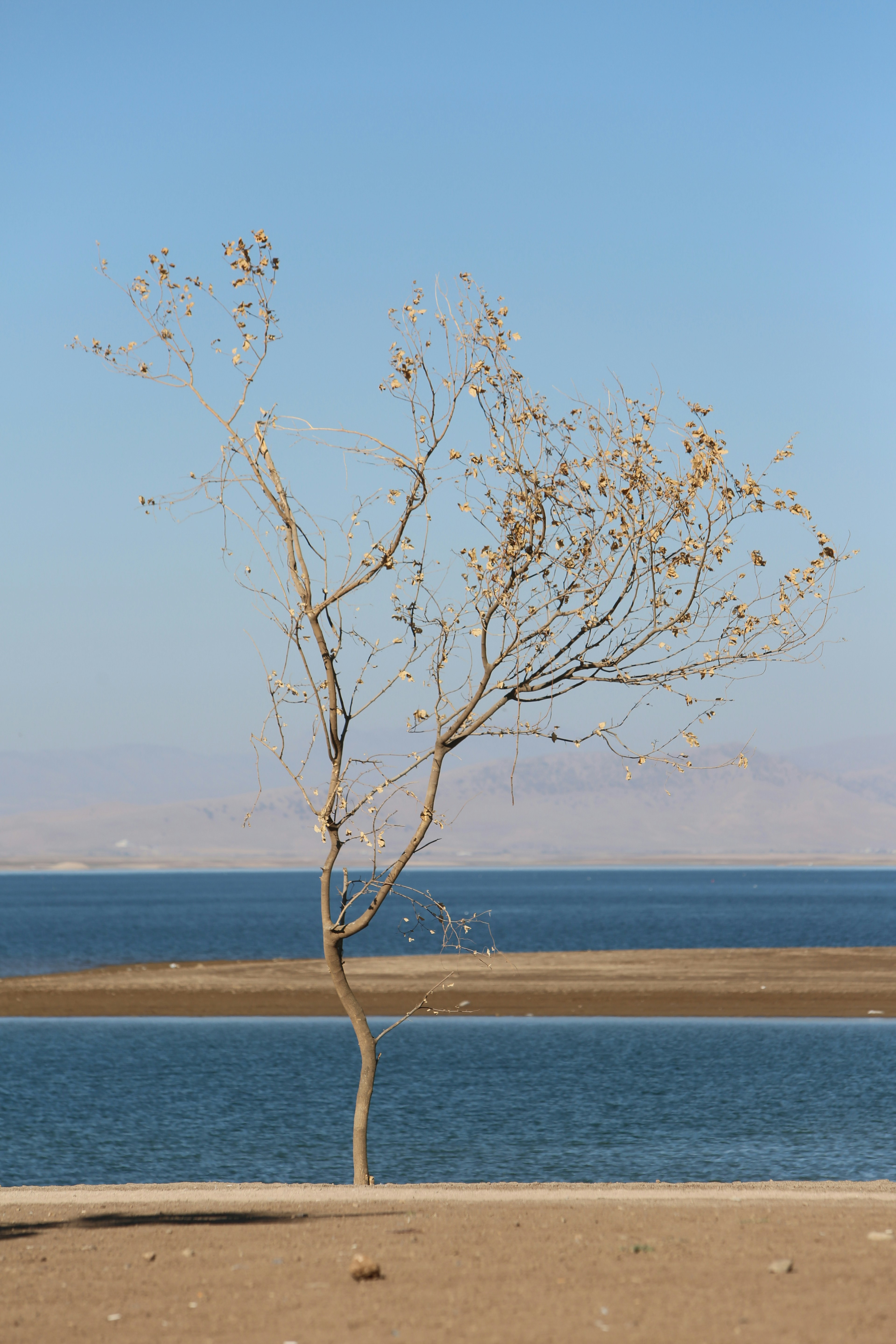 Lone Tree at the Edge of a Quiet Blue Lake