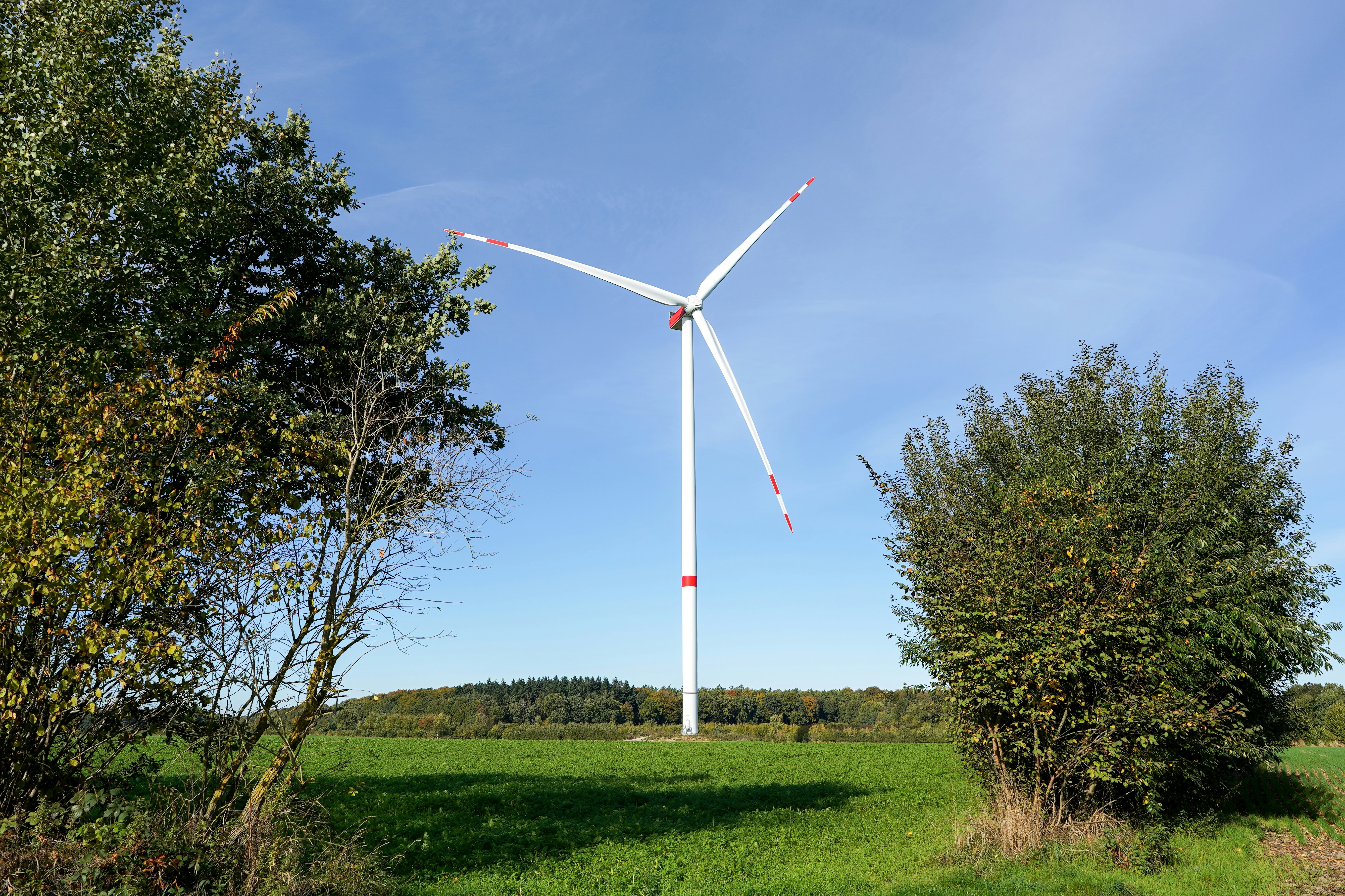 Three-Blade Sentinel Over a Sunlit Meadow