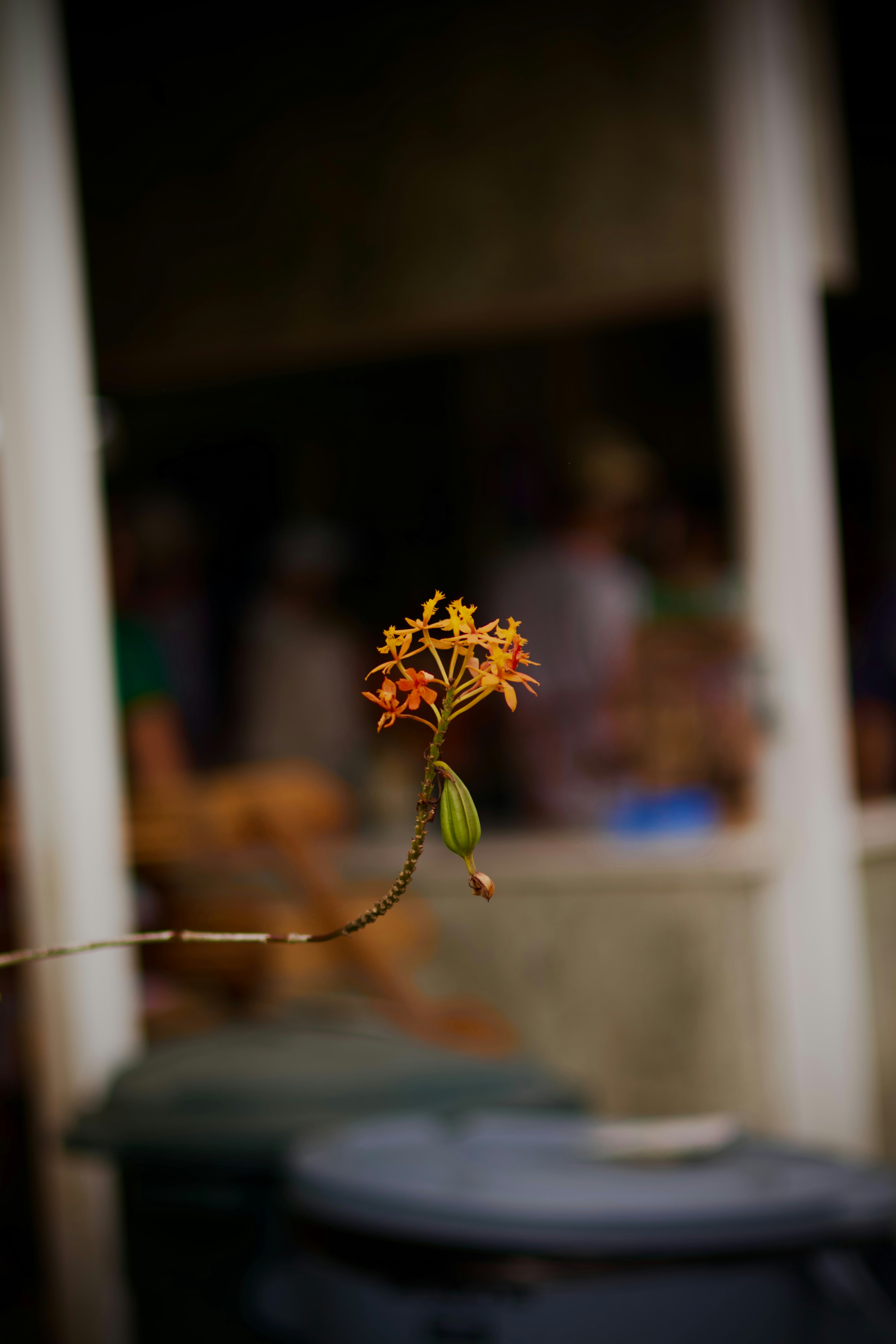 Solitary Orange Bloom Daring the Blur: Courtyard Moment
