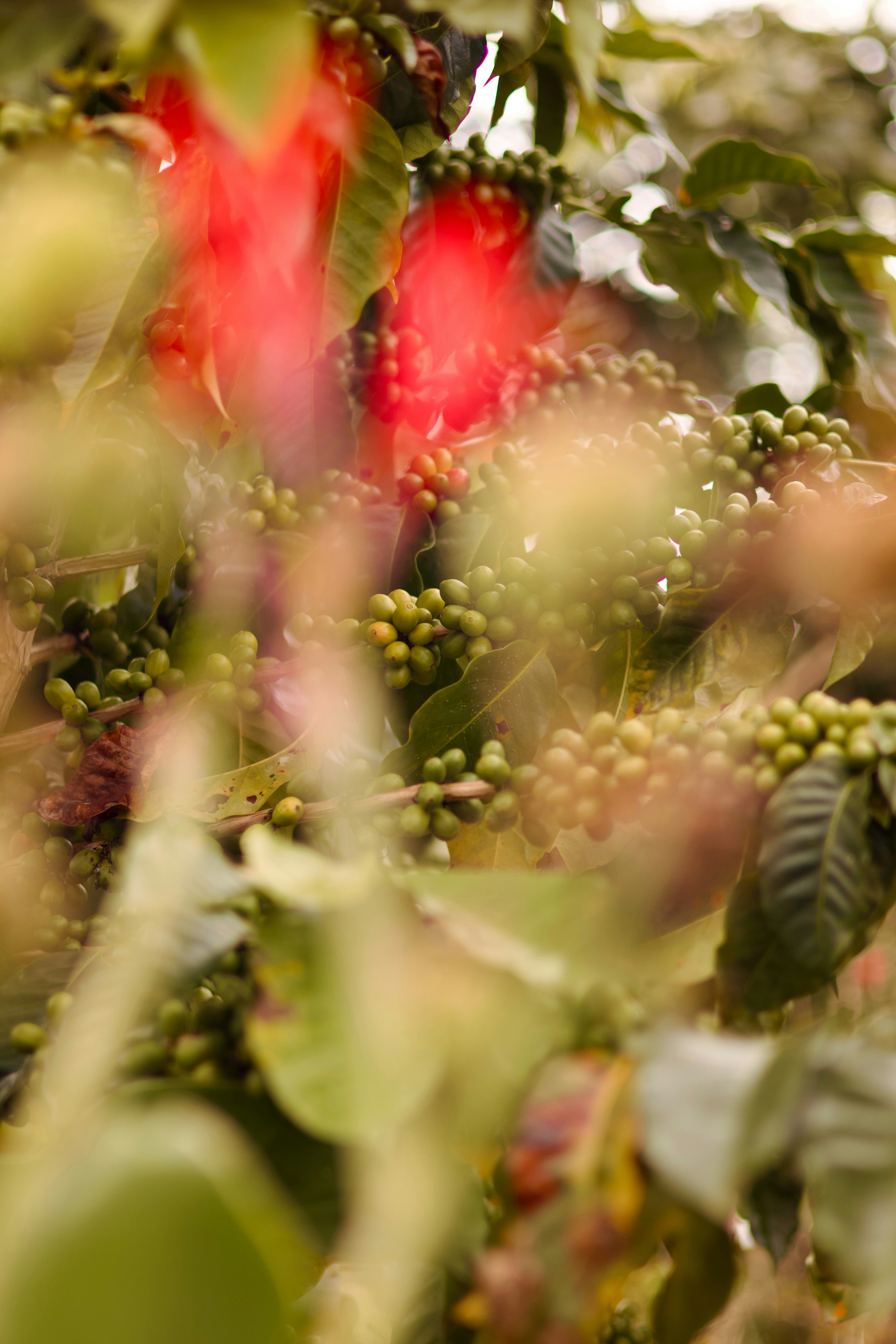 Berries in Soft Focus: Depth in a Leafy Veil