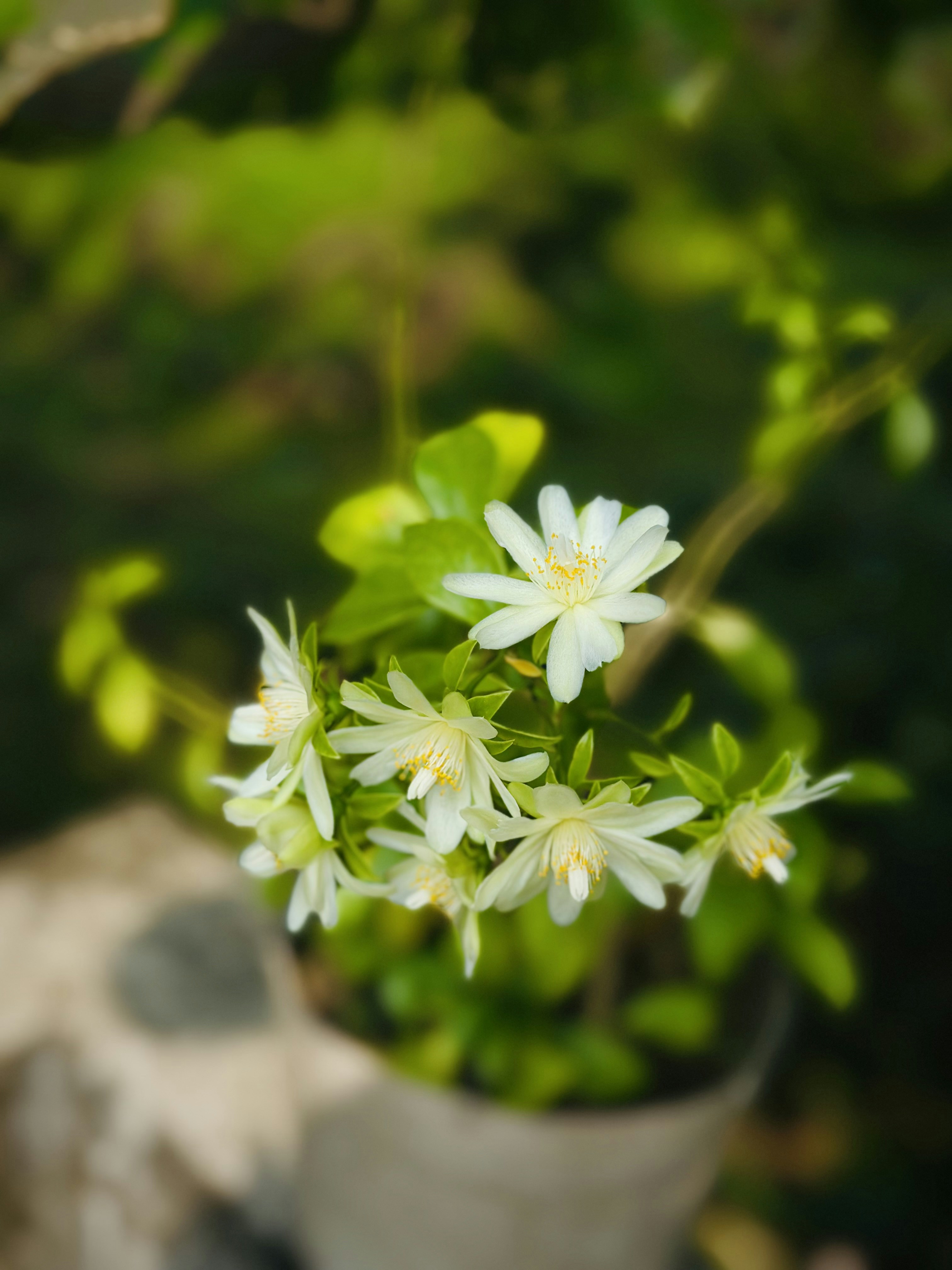 Petal Chorus: White Blossoms in a Quiet Pot